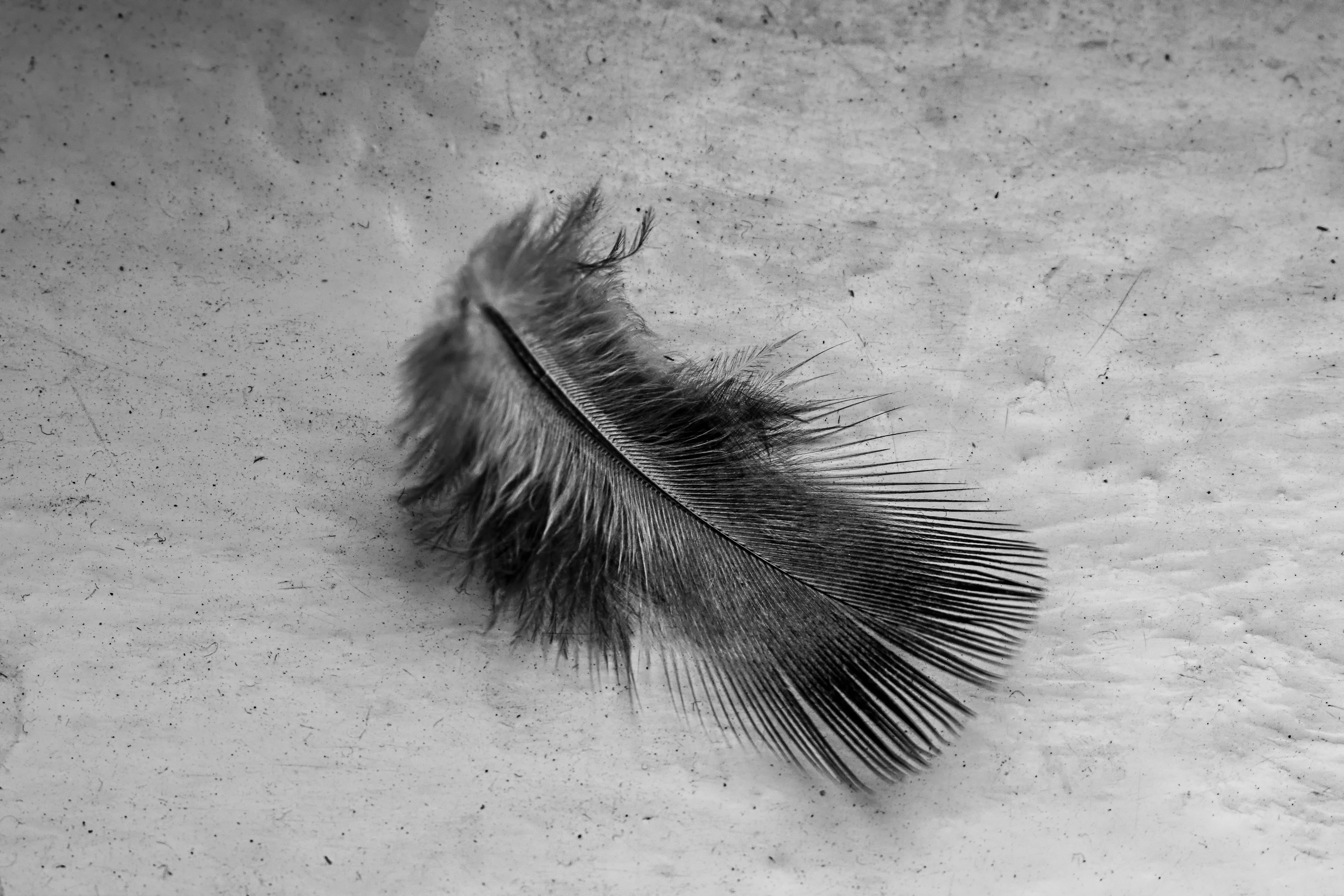 Delicate feather resting on a textured surface, showcasing intricate details and soft textures. Black and white composition enhances the subtle beauty of the subject.