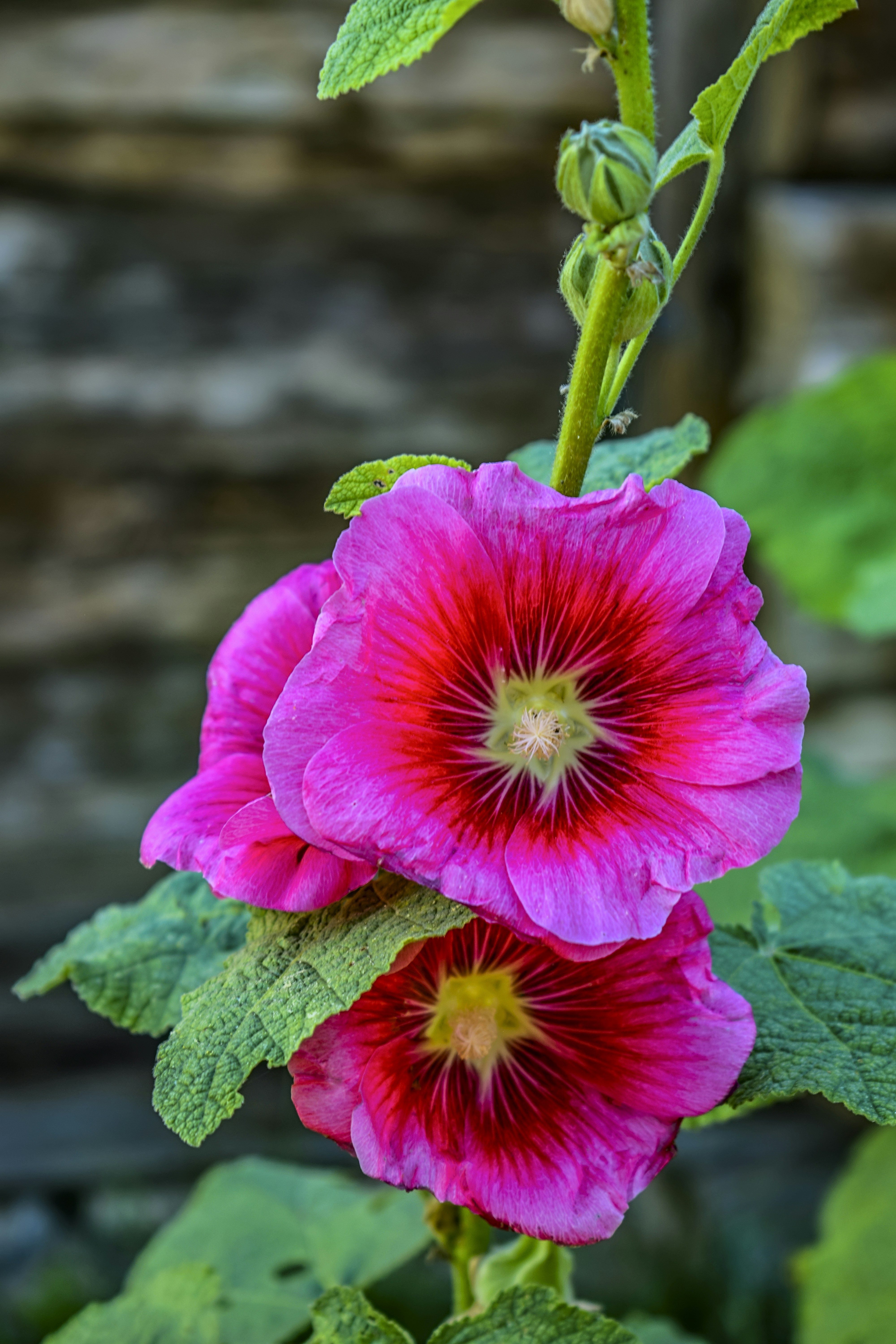 Vivid Pink Hollyhocks Against a Weathered Wood Backdrop