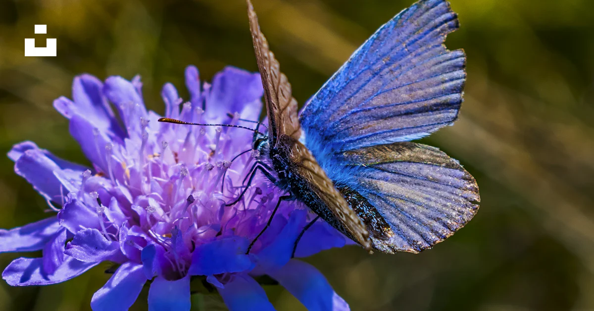 Un Papillon Bleu Assis Sur Une Fleur Violette Photo Photo Ukraine un-papillon-bleu-assis-sur-une-fleur-violette-photo-photo-ukraine