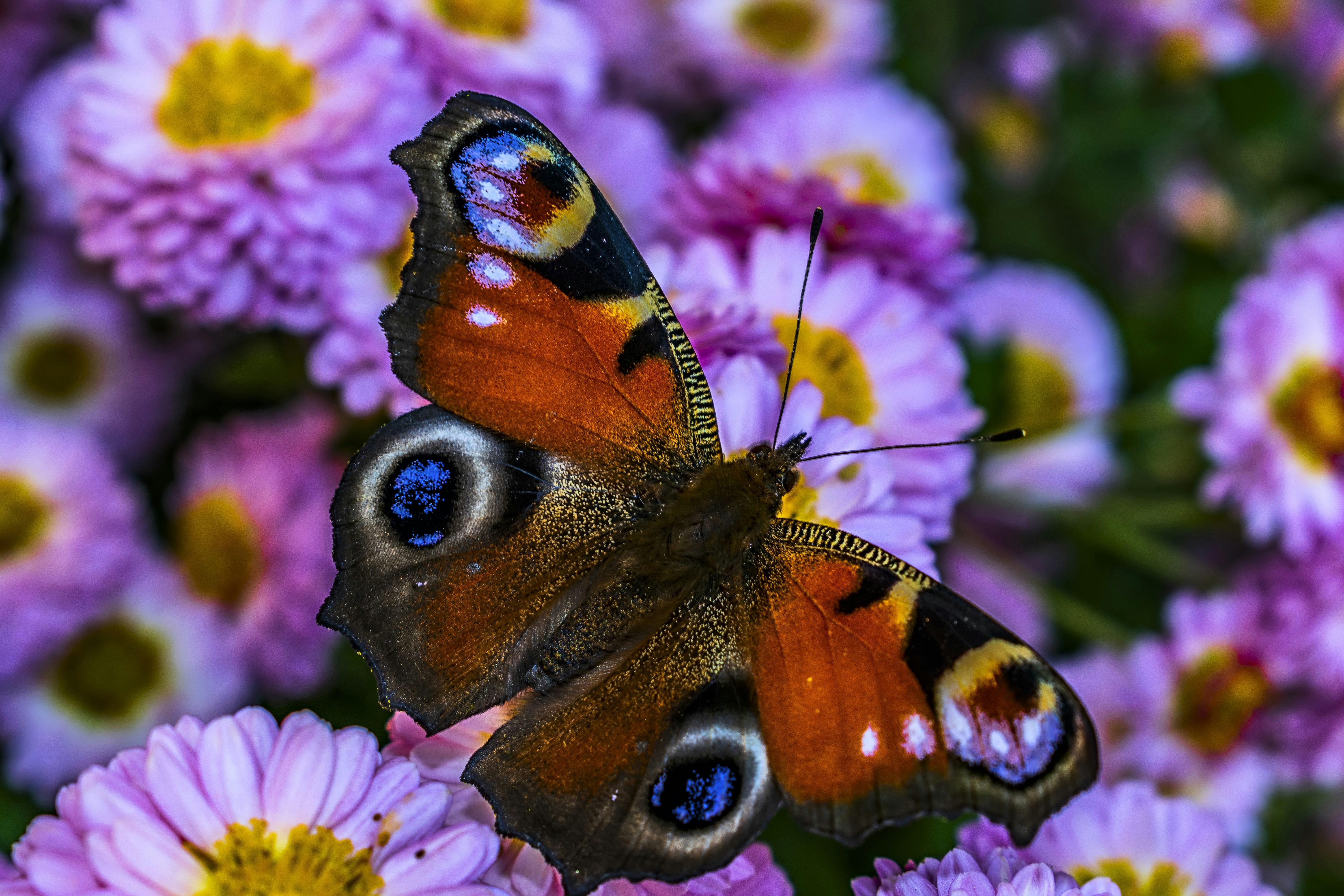 Peacock Butterfly on a Pink Chrysanthemum Canvas