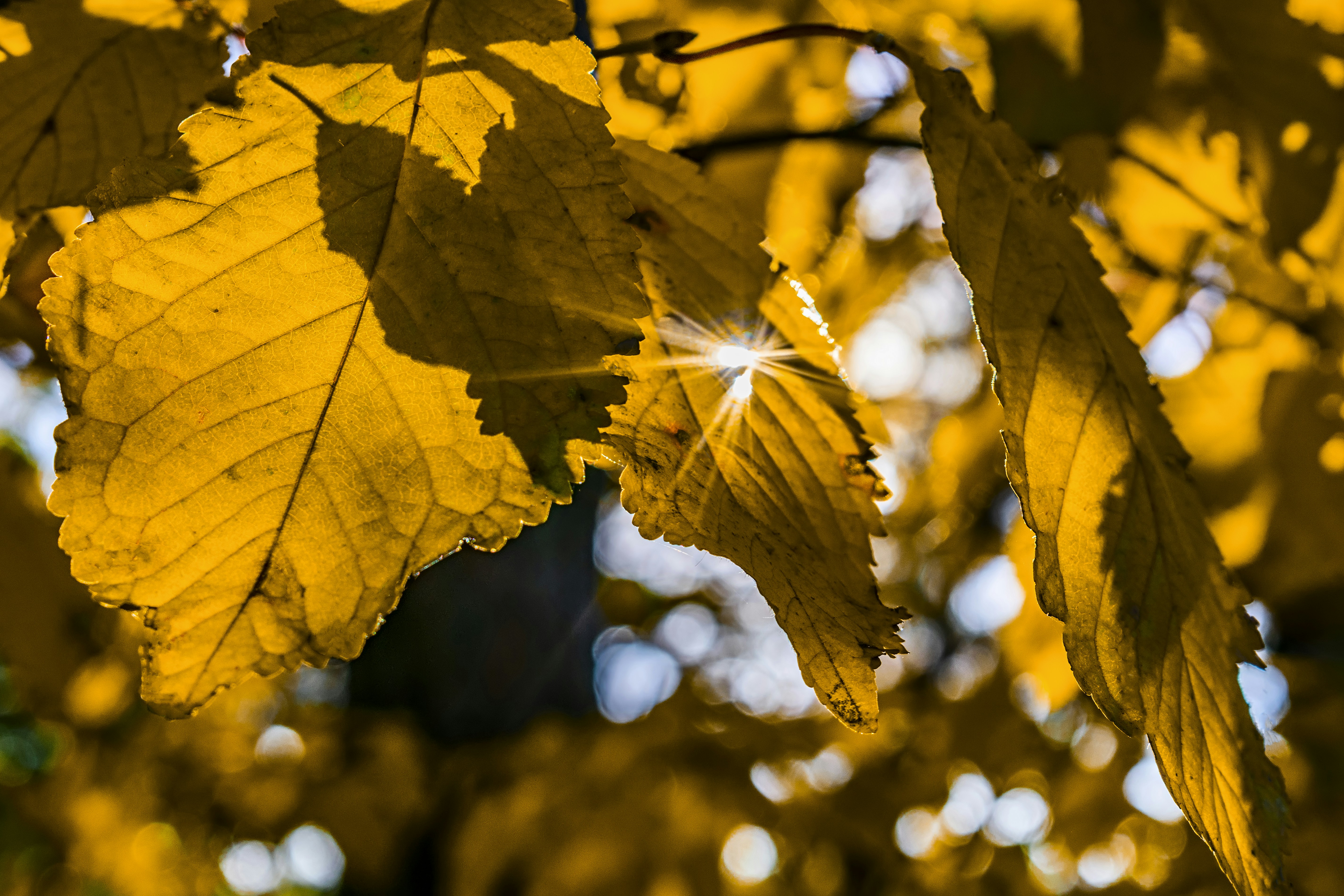 Vibrant yellow leaves illuminated by sunlight, creating a warm autumn atmosphere with a starburst effect. 