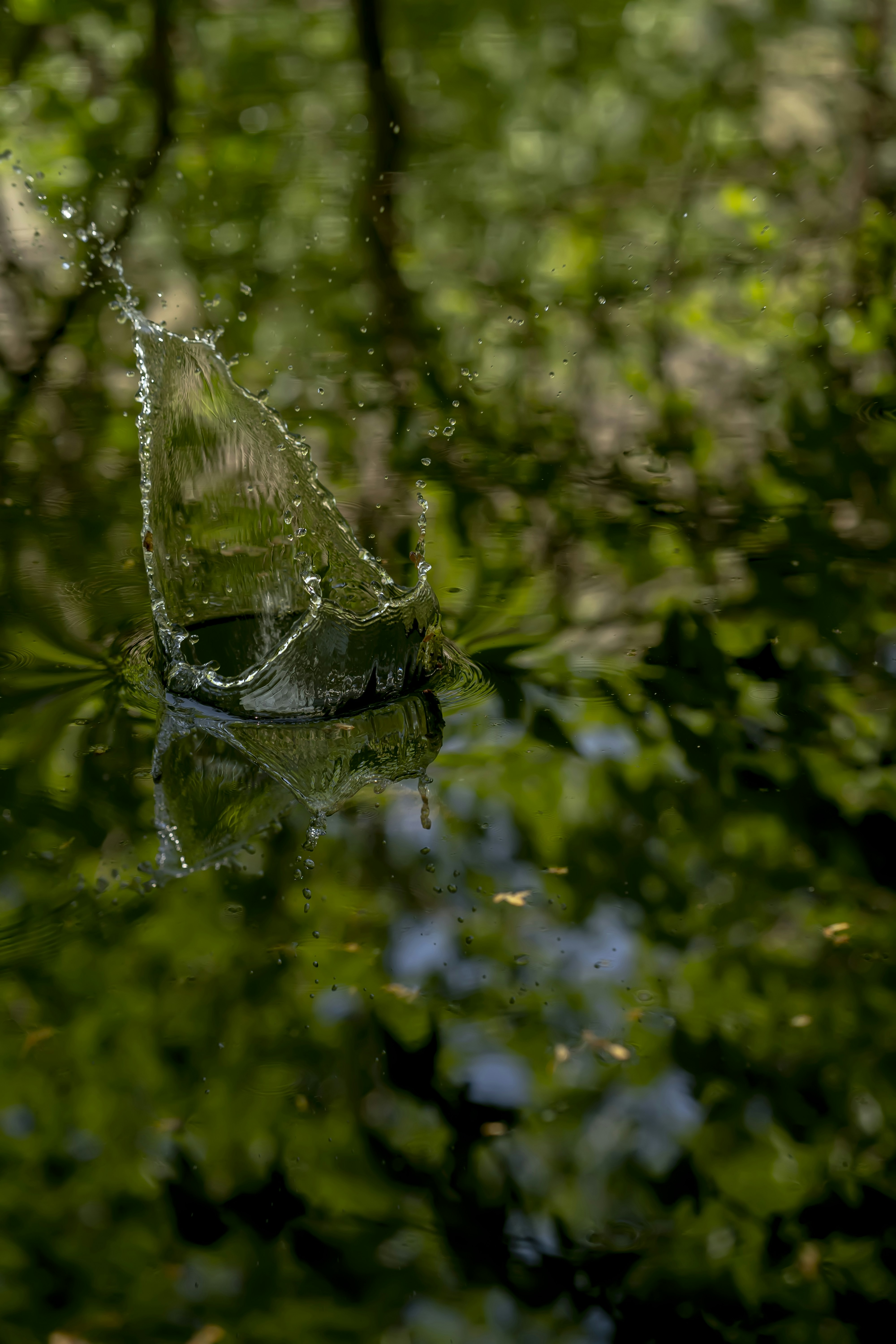 a spider web in the middle of a forest