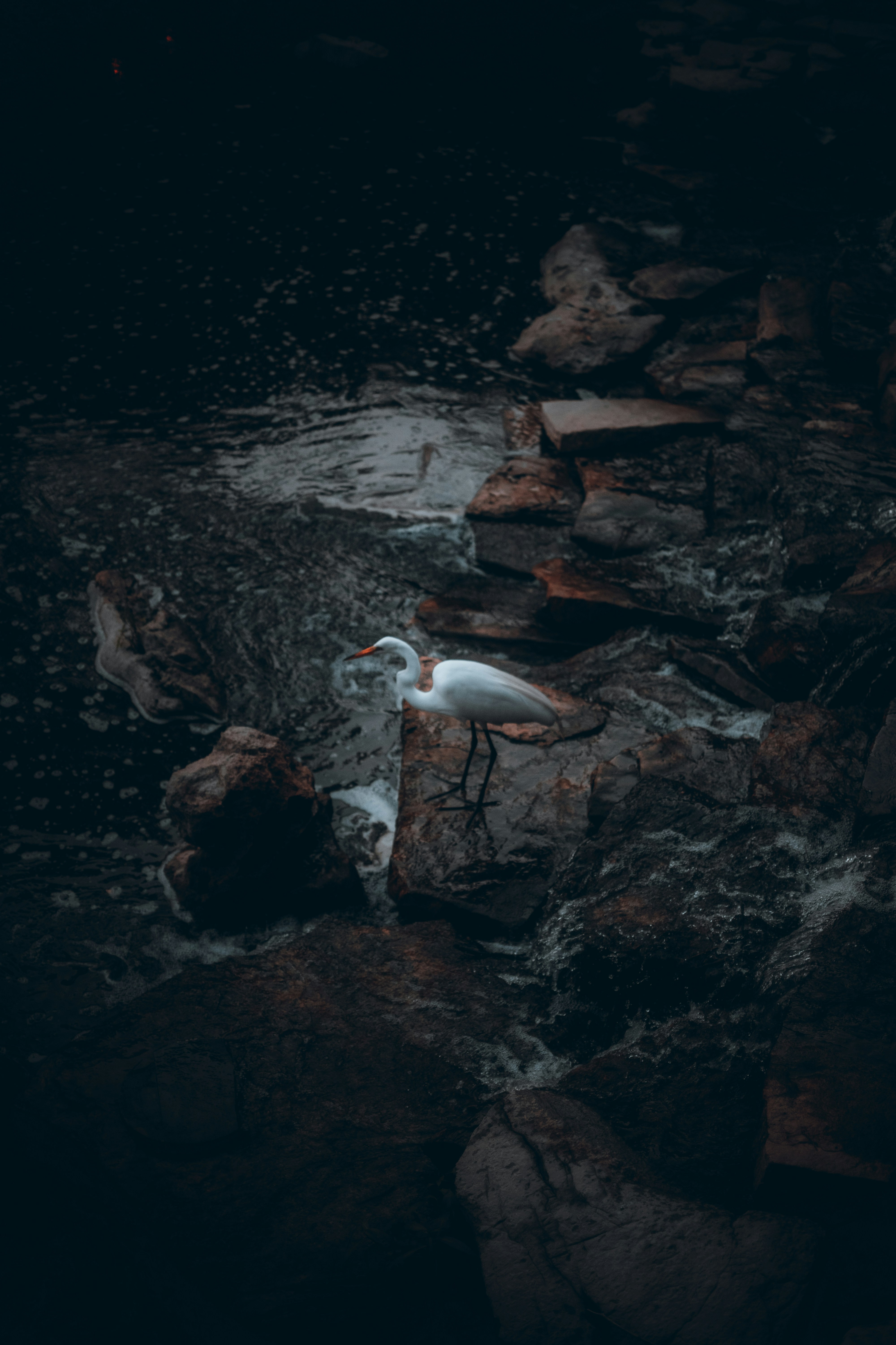 A solitary white heron stands poised on rocky terrain beside a gently flowing stream, surrounded by dark waters and stones. The ambiance evokes a sense of tranquility and introspection.
