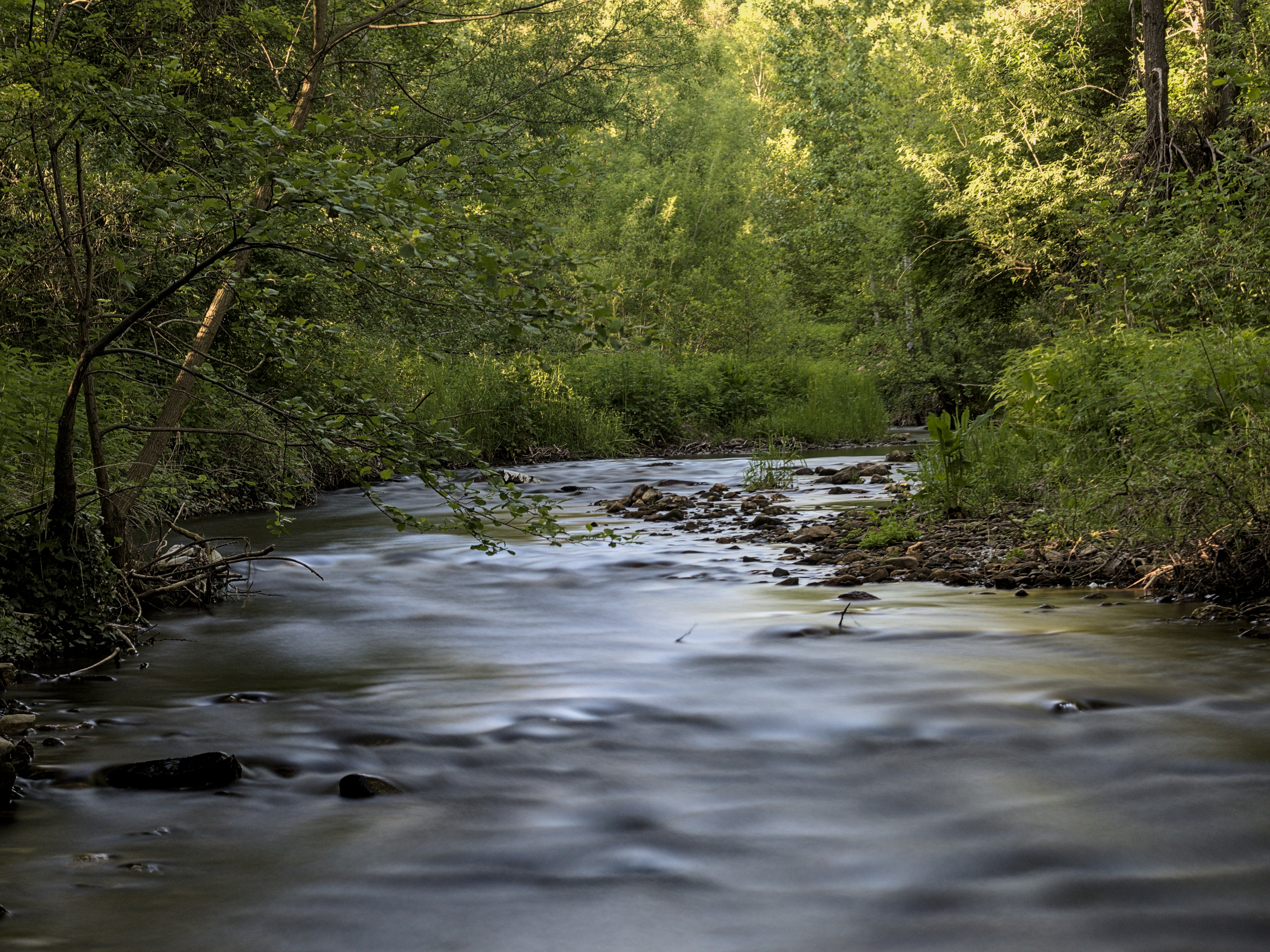 A river running through a lush green forest photo – Free Bulgaria Image ...