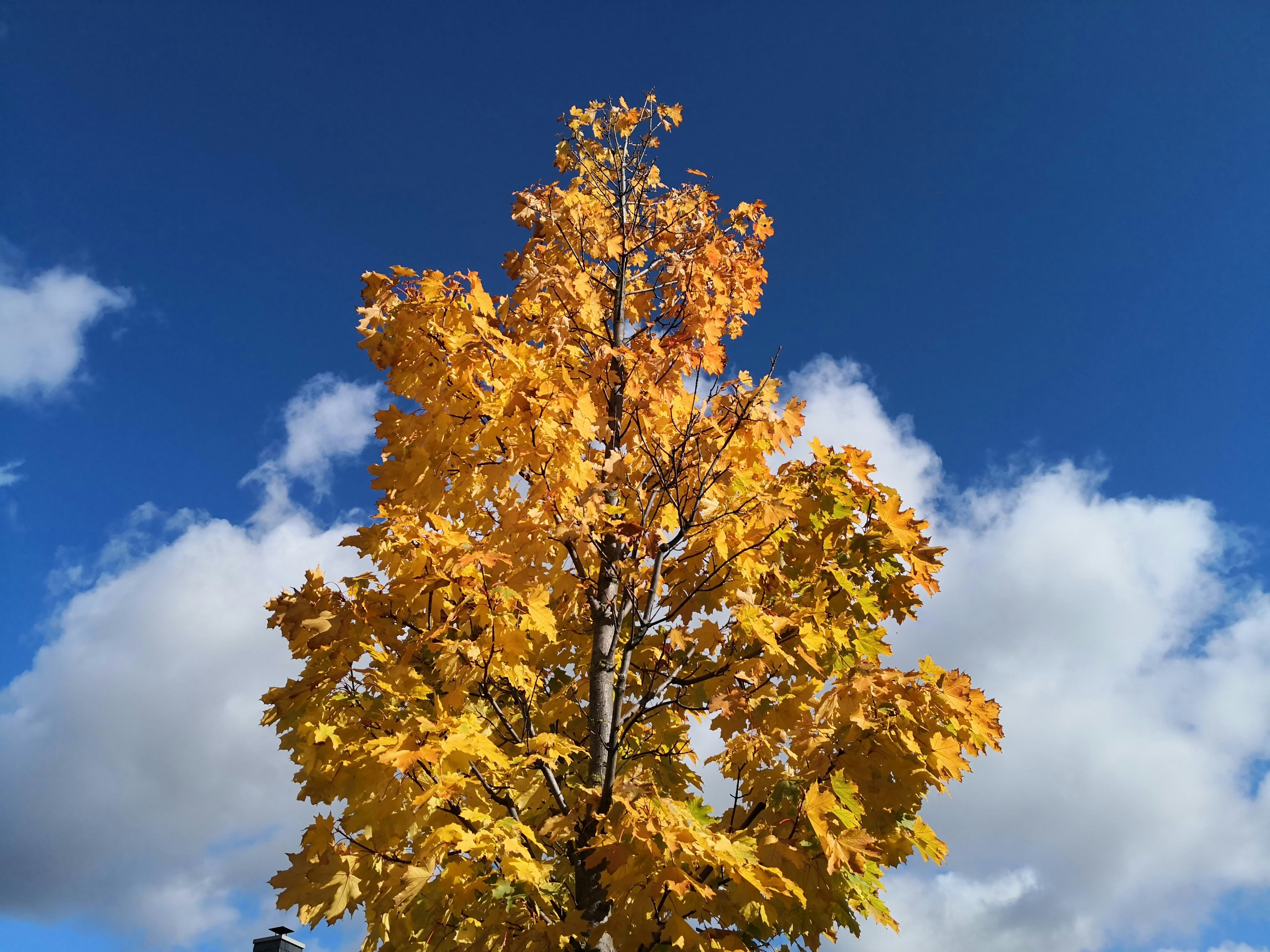 Vibrant autumn tree with golden leaves set against a clear blue sky dotted with fluffy clouds.