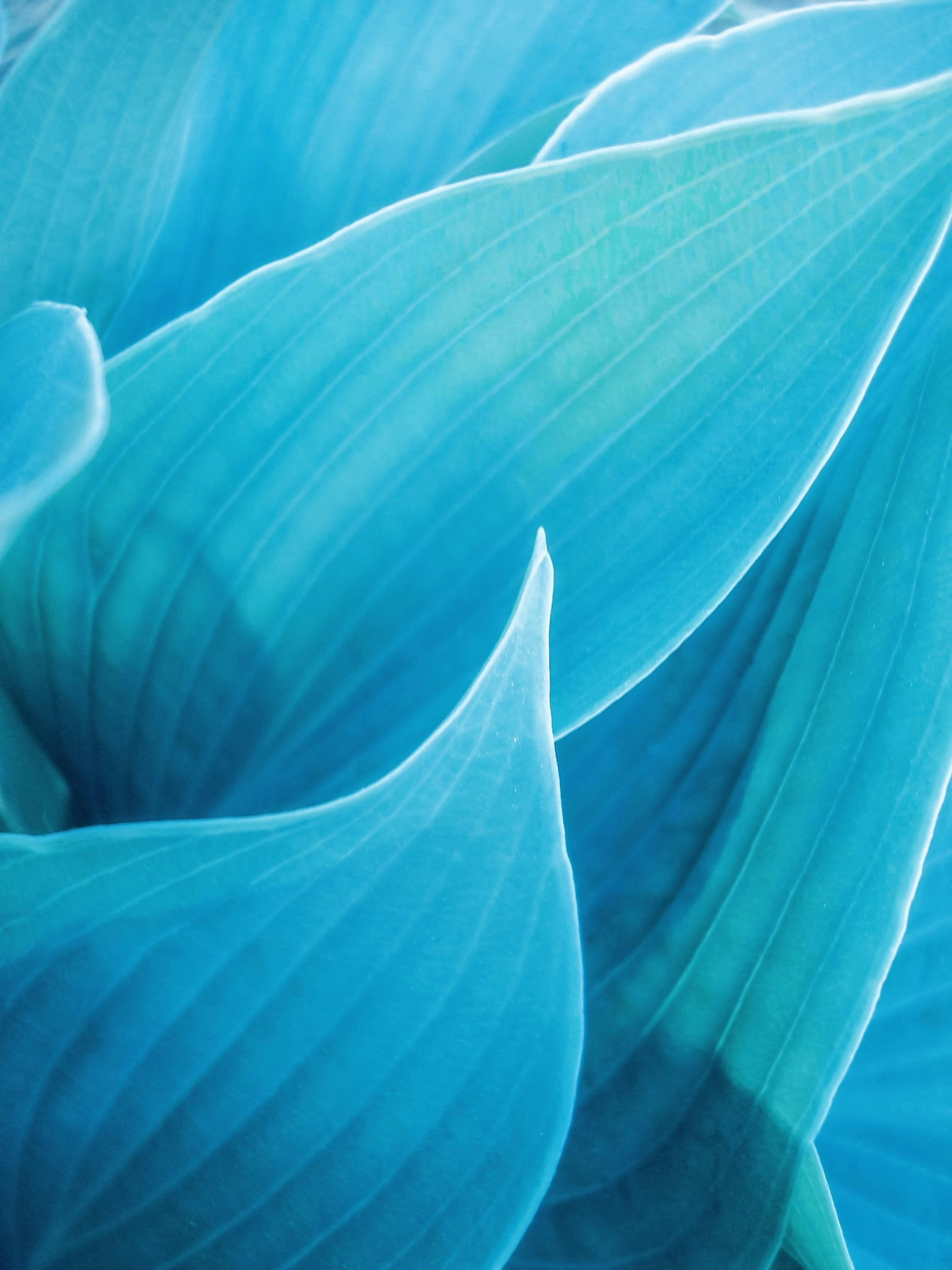 Close-up photograph of a blue-green leaf forming abstract curves and planes. Texture and veining highlight the leaf's sculptural form.