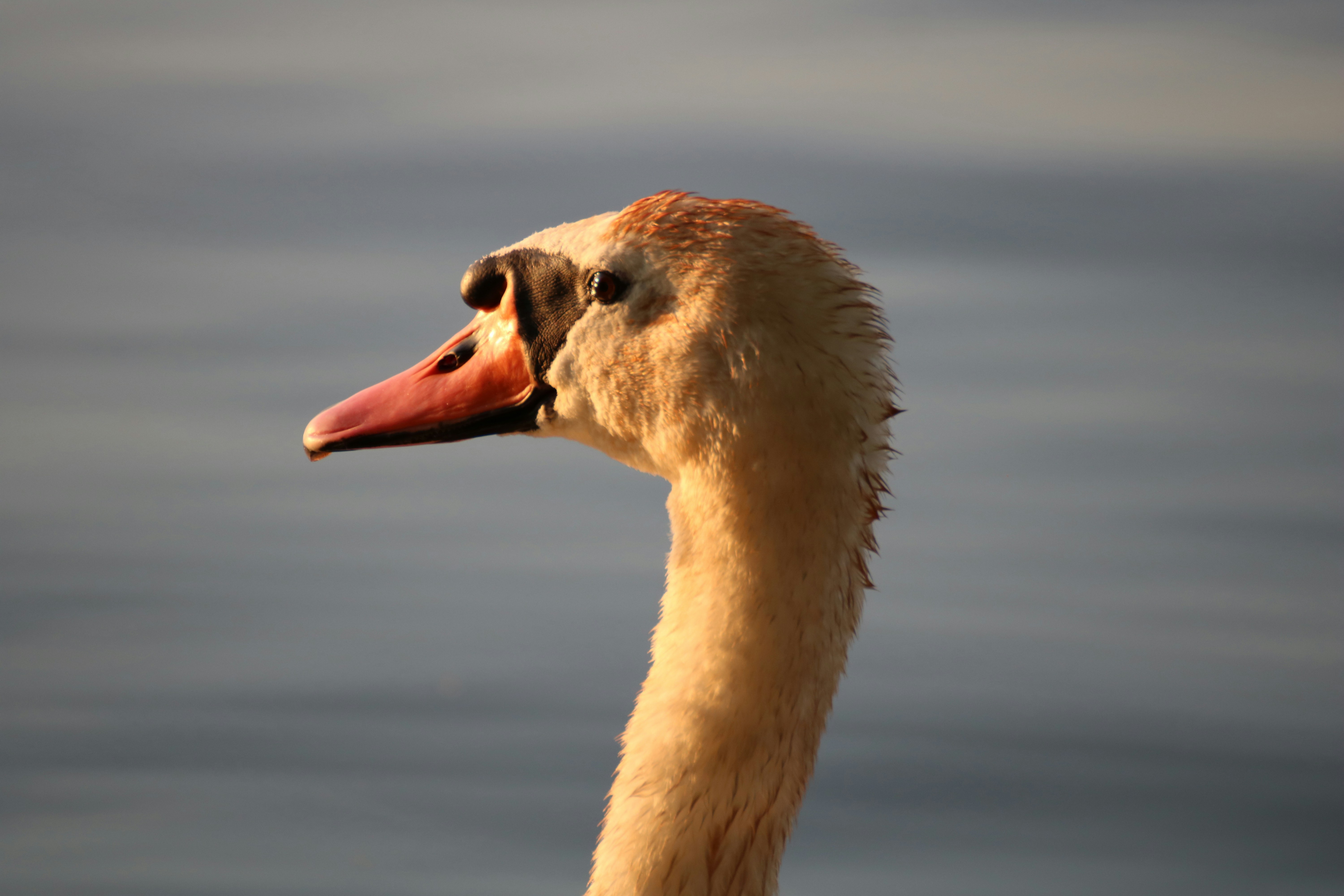 Sunlit Swan Portrait: Graceful Curve by Quiet Lake