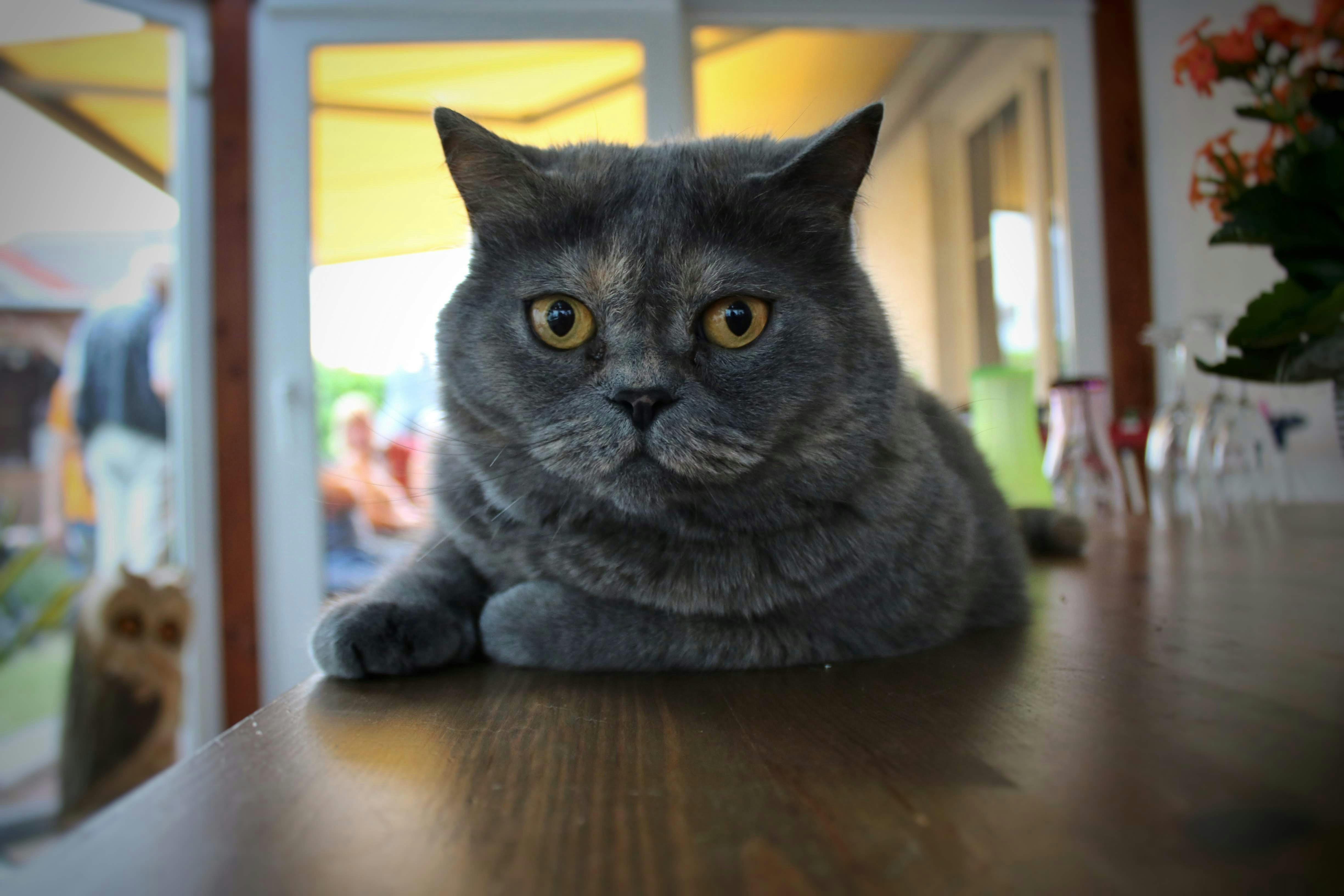 The Bar Counter Stare: A Gray Cat's Quiet Gaze