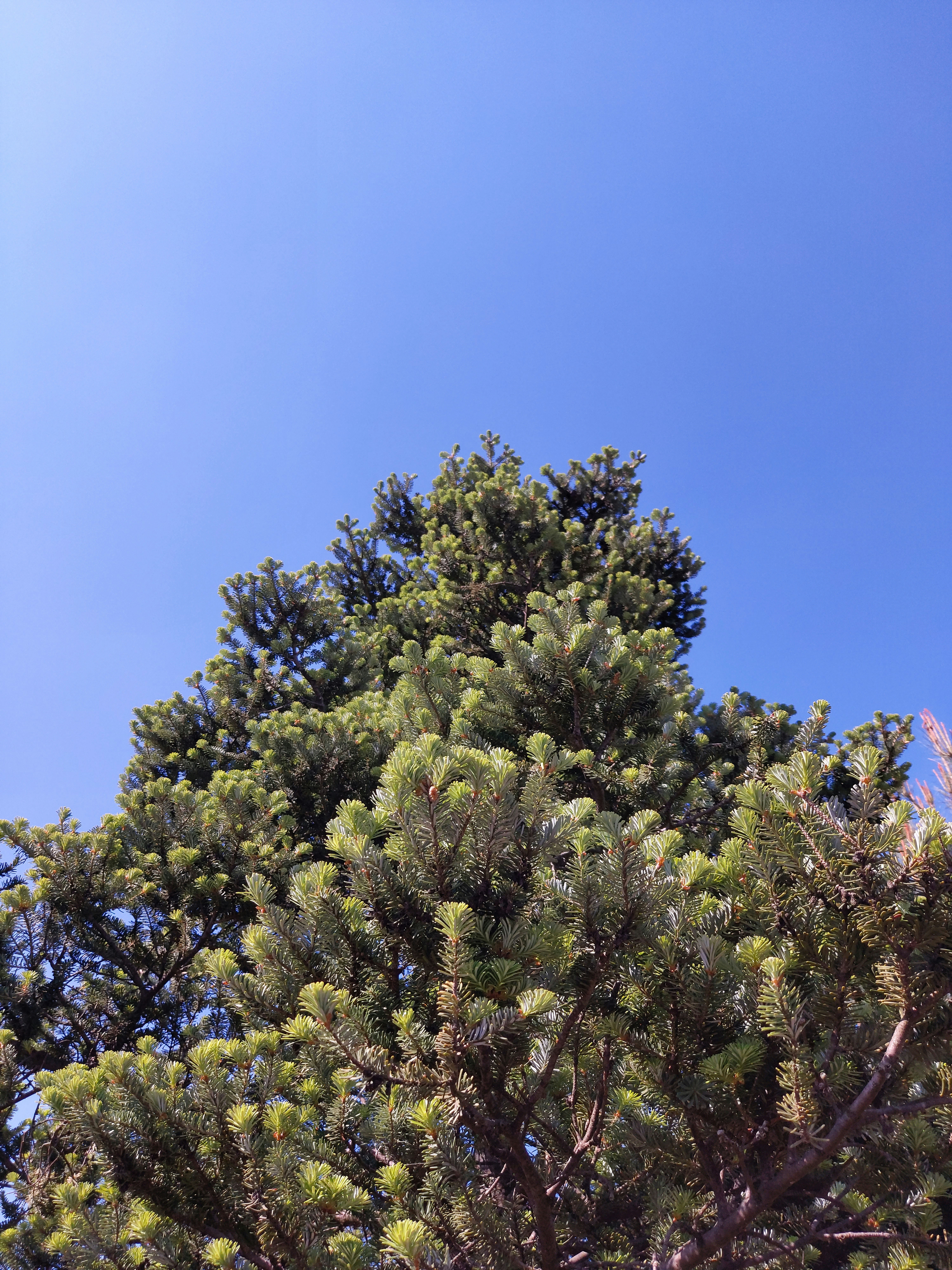 A pine tree with a blue sky in the background photo – Free Pine tree ...