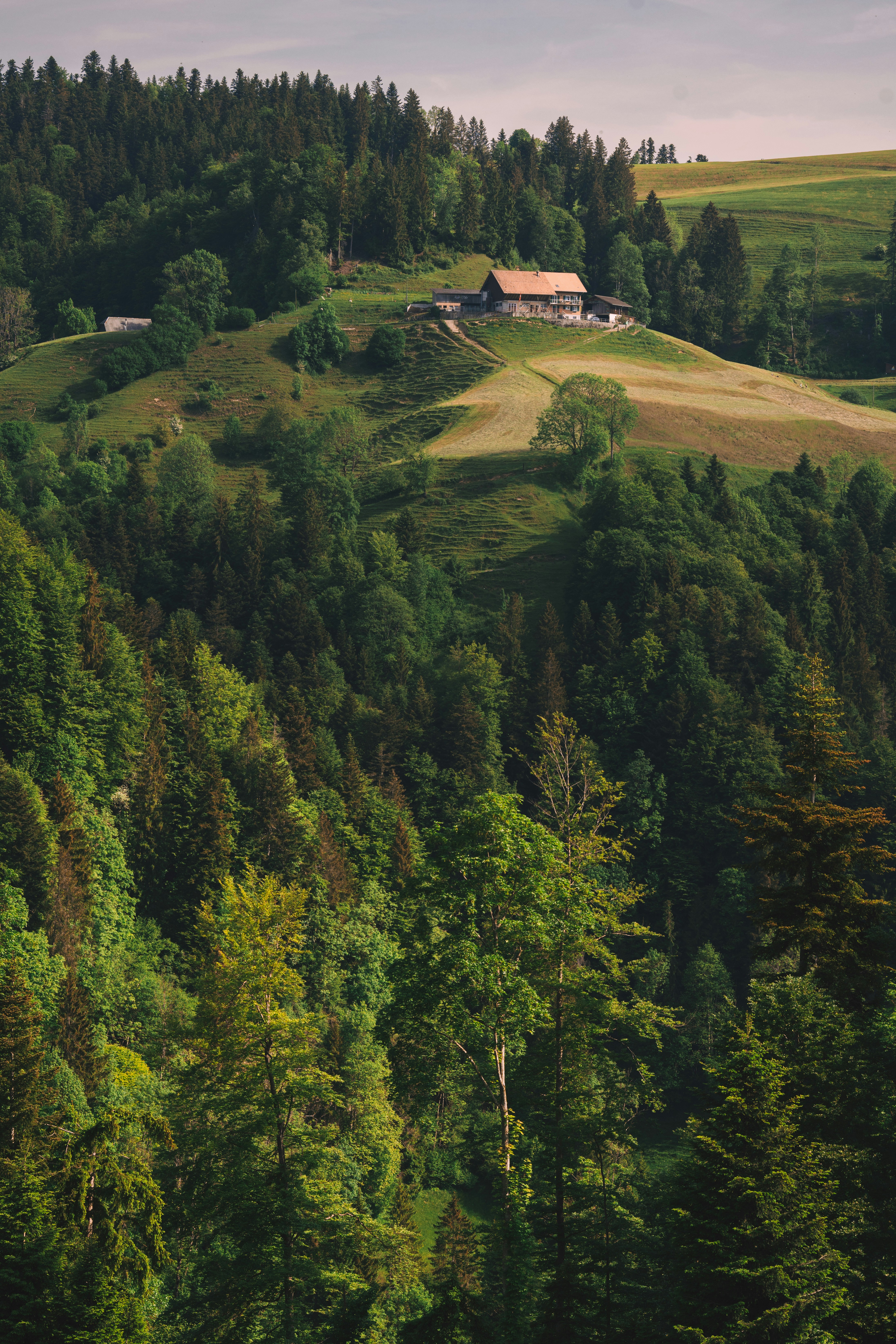 A lush green hillside covered in lots of trees photo – Free Outdoors ...