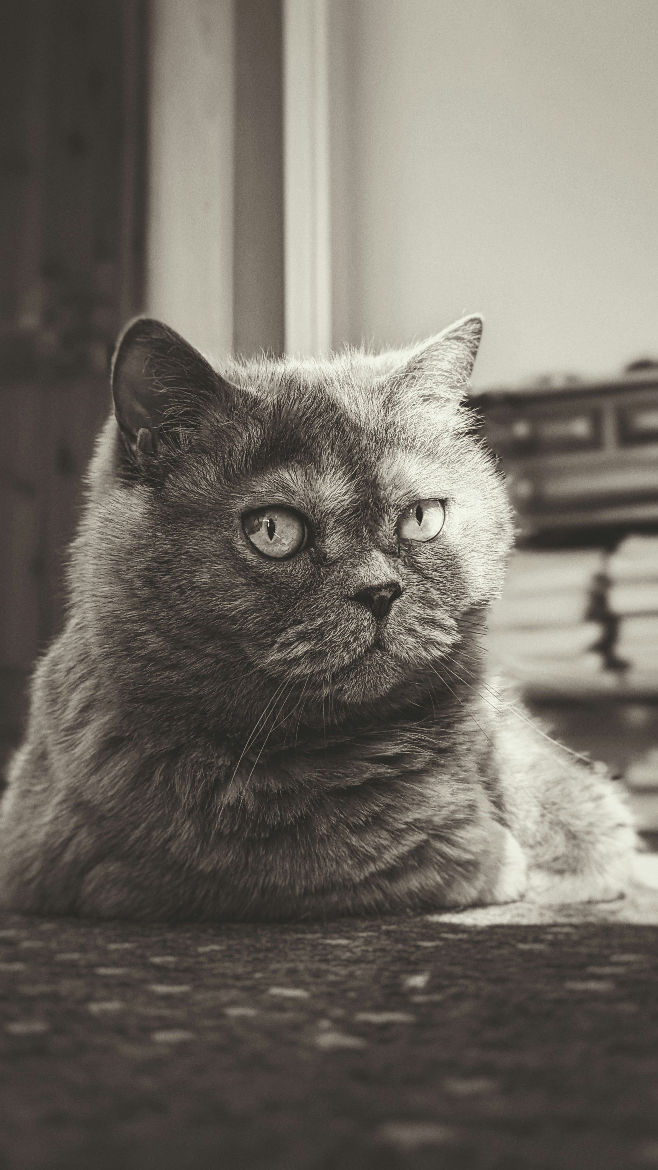 Sepia Cat Portrait: Quiet Gaze in a Domestic Interior