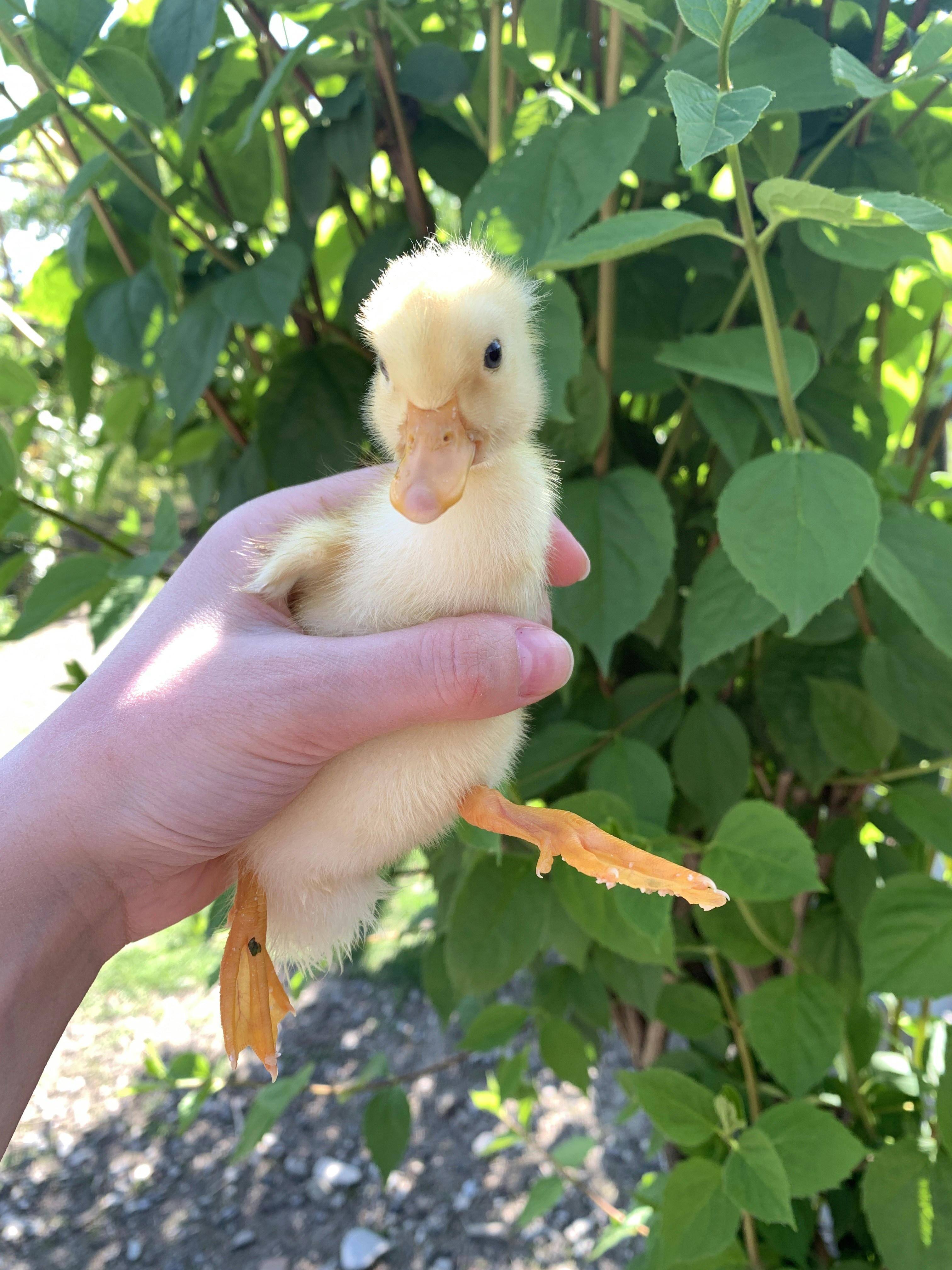 Gentle Duckling in Hand Amid Green Backdrop