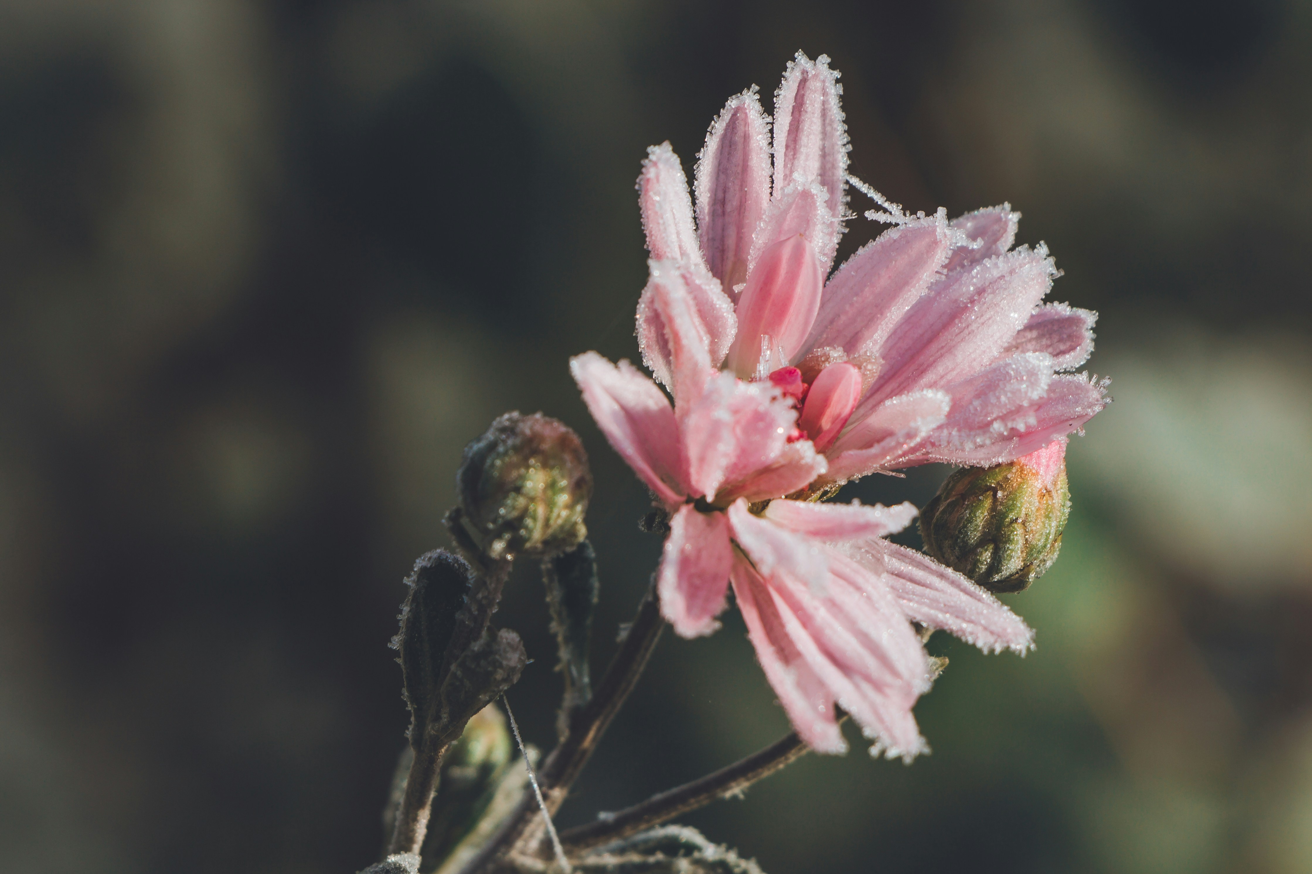 Foto Un primer plano de una flor rosada con escarcha – Imagen Flor ...