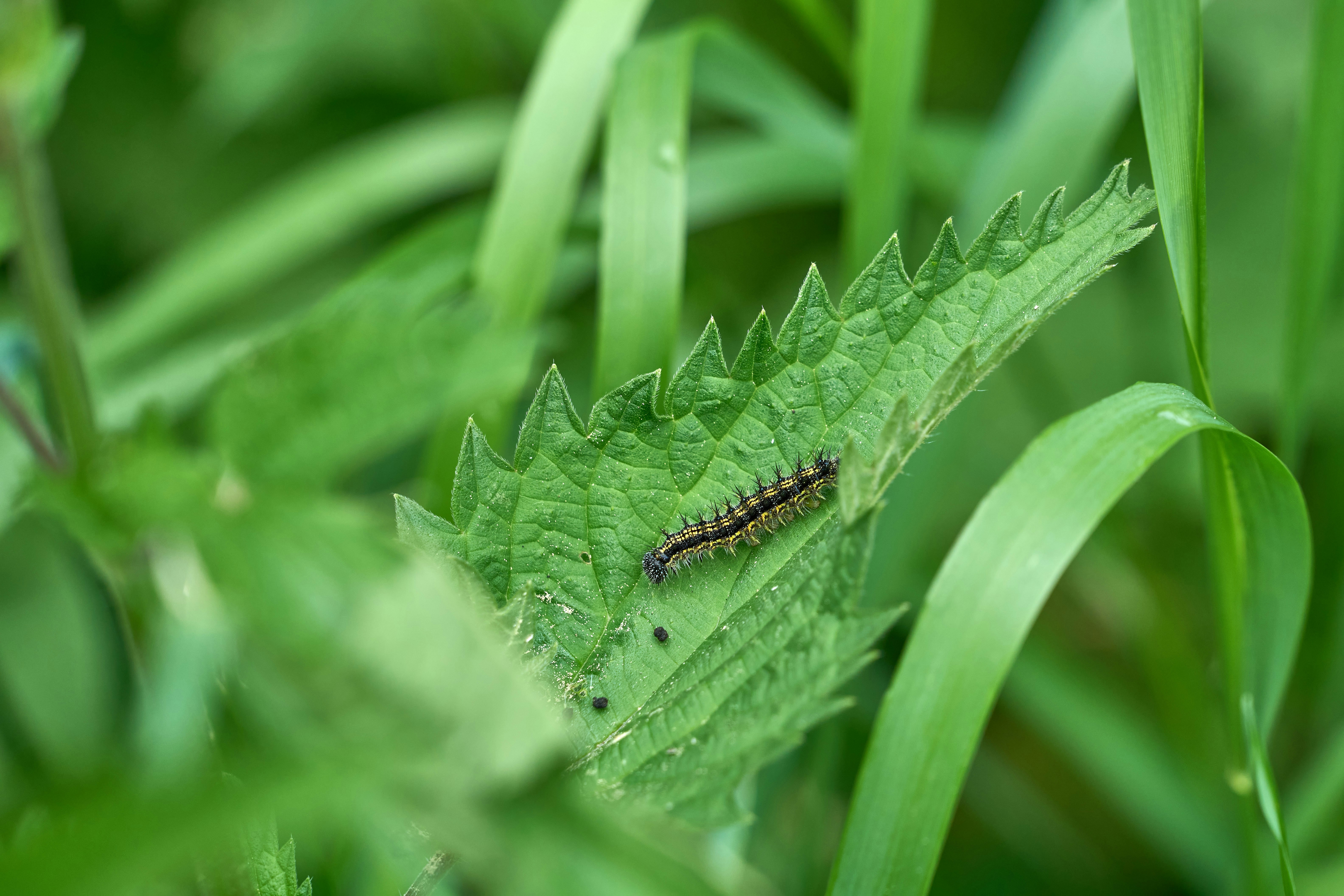 Un insecte rampant sur une feuille verte dans l’herbe photo – Photo ...