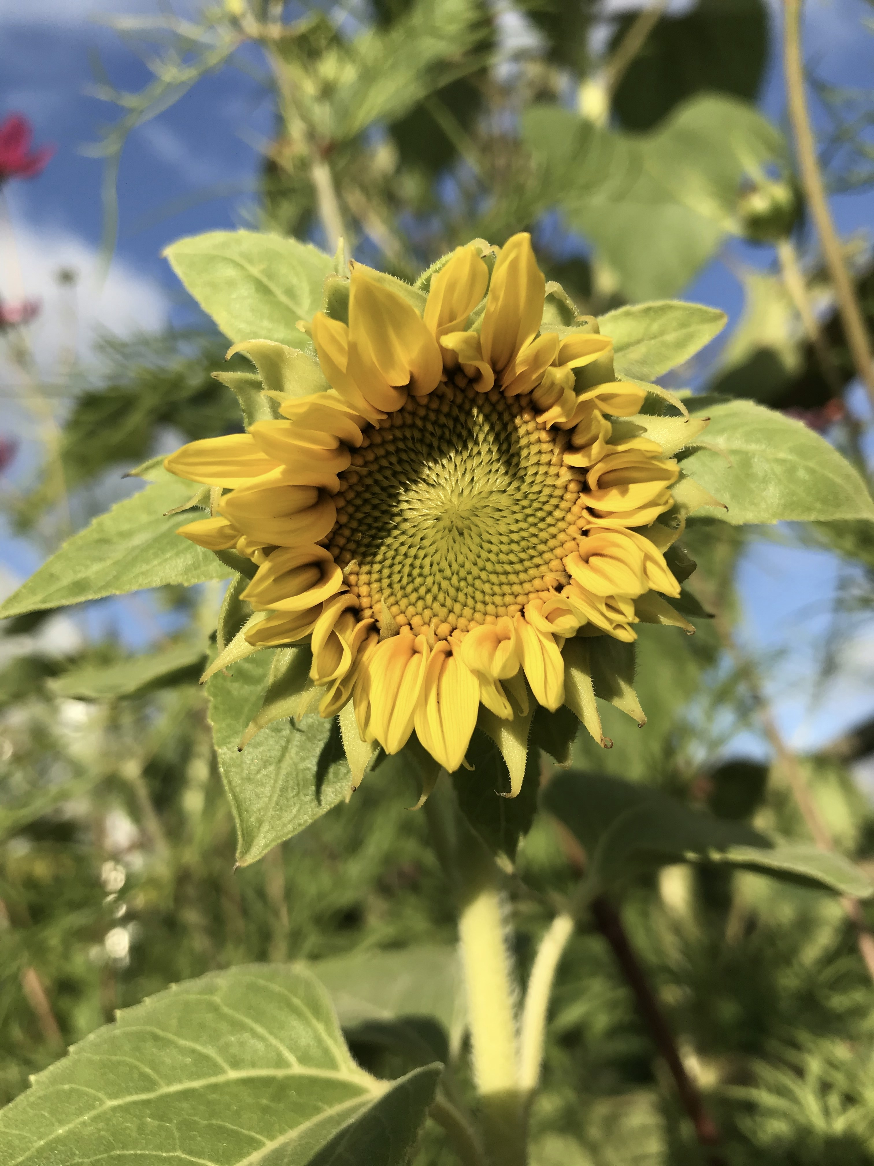 A large sunflower is blooming in a field photo – Free Flower Image on ...