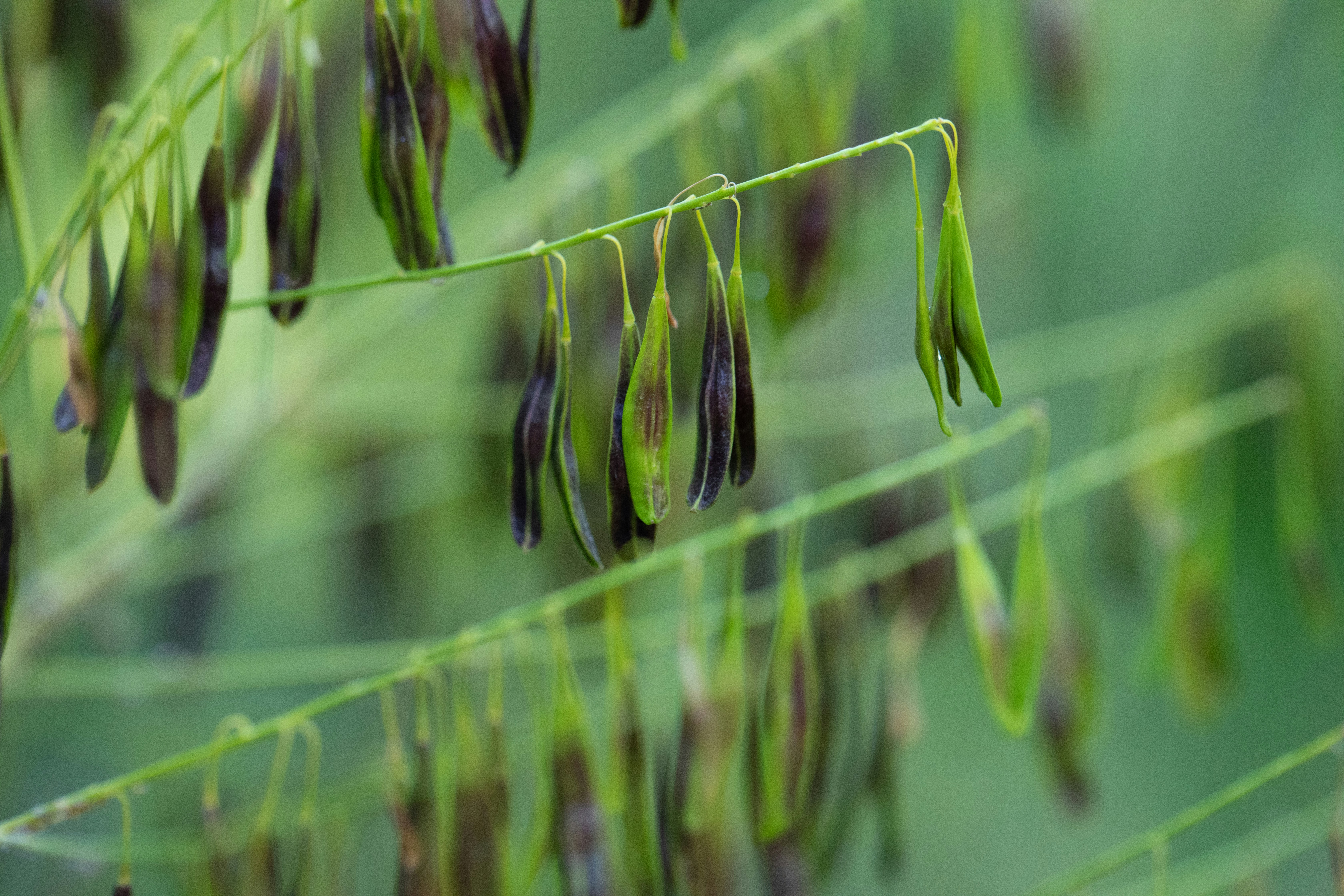 A close up of a plant with seed pods photo – Free Plant Image on Unsplash