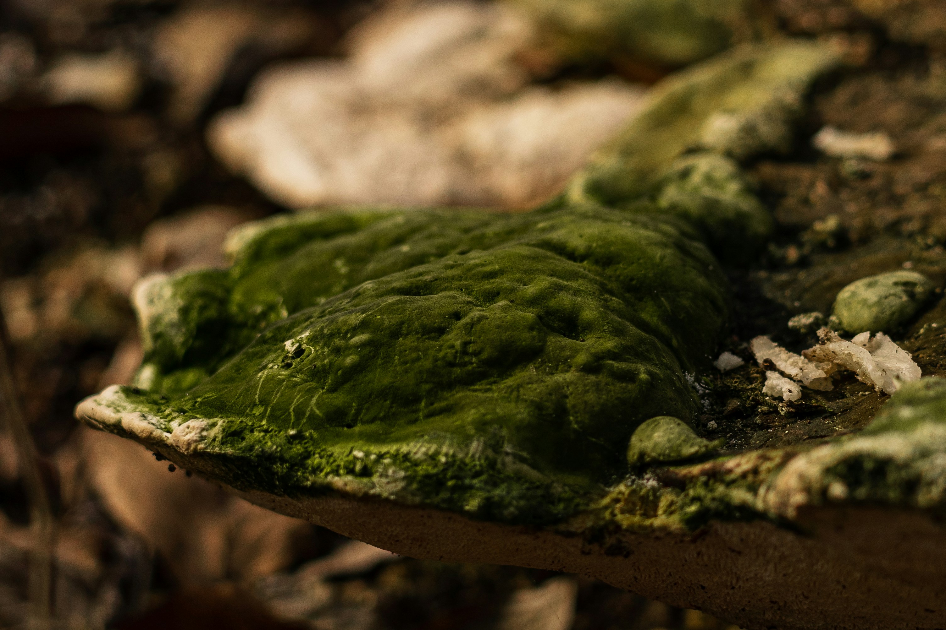 Emerald Moss on Weathered Edge: A Macro Portrait of Quiet Texture
