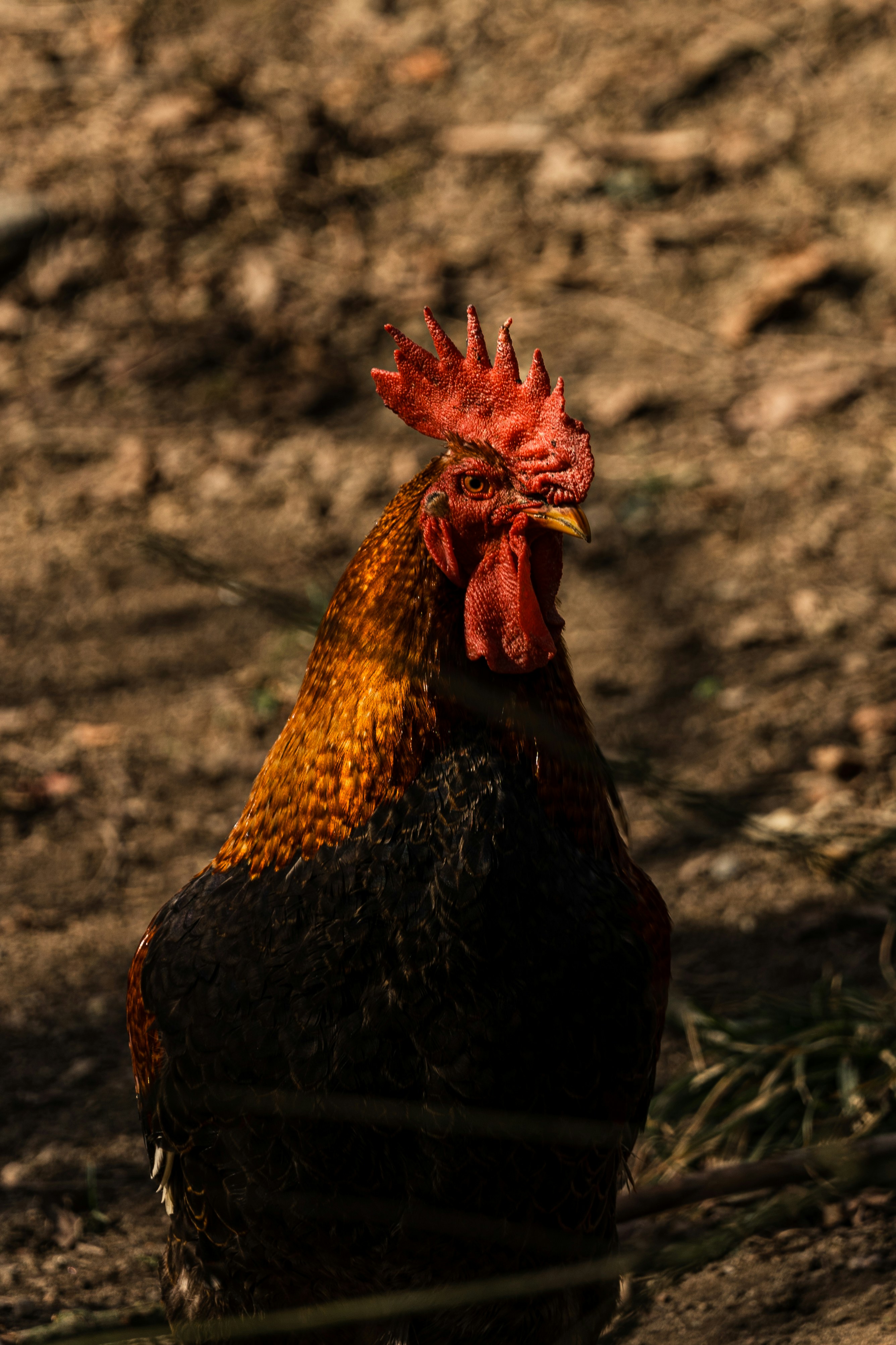 a close up of a rooster on a dirt ground