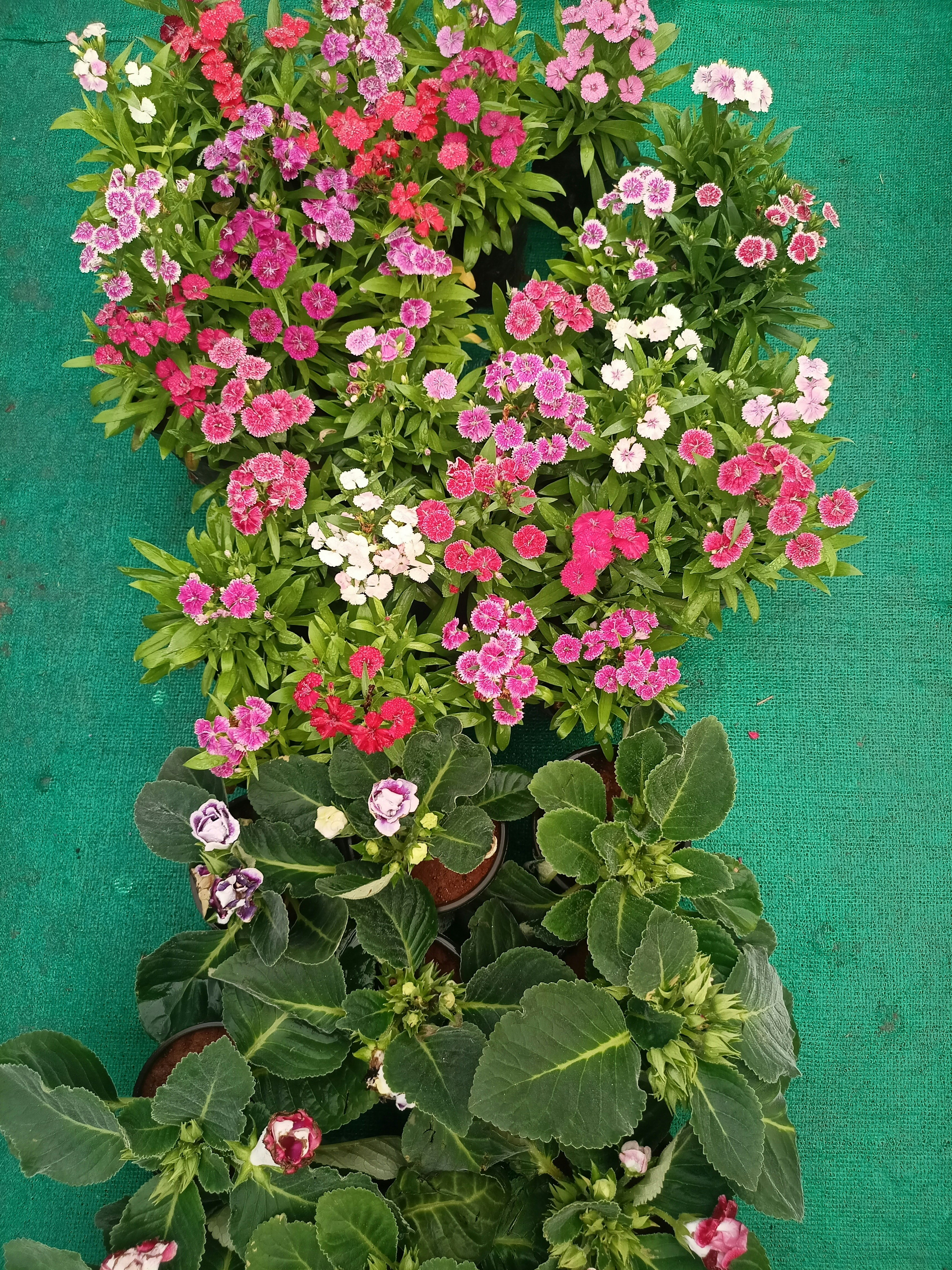 Vibrant clusters of pink and white flowers arranged in pots, set against a green backdrop. The arrangement showcases a variety of floral textures and colors.