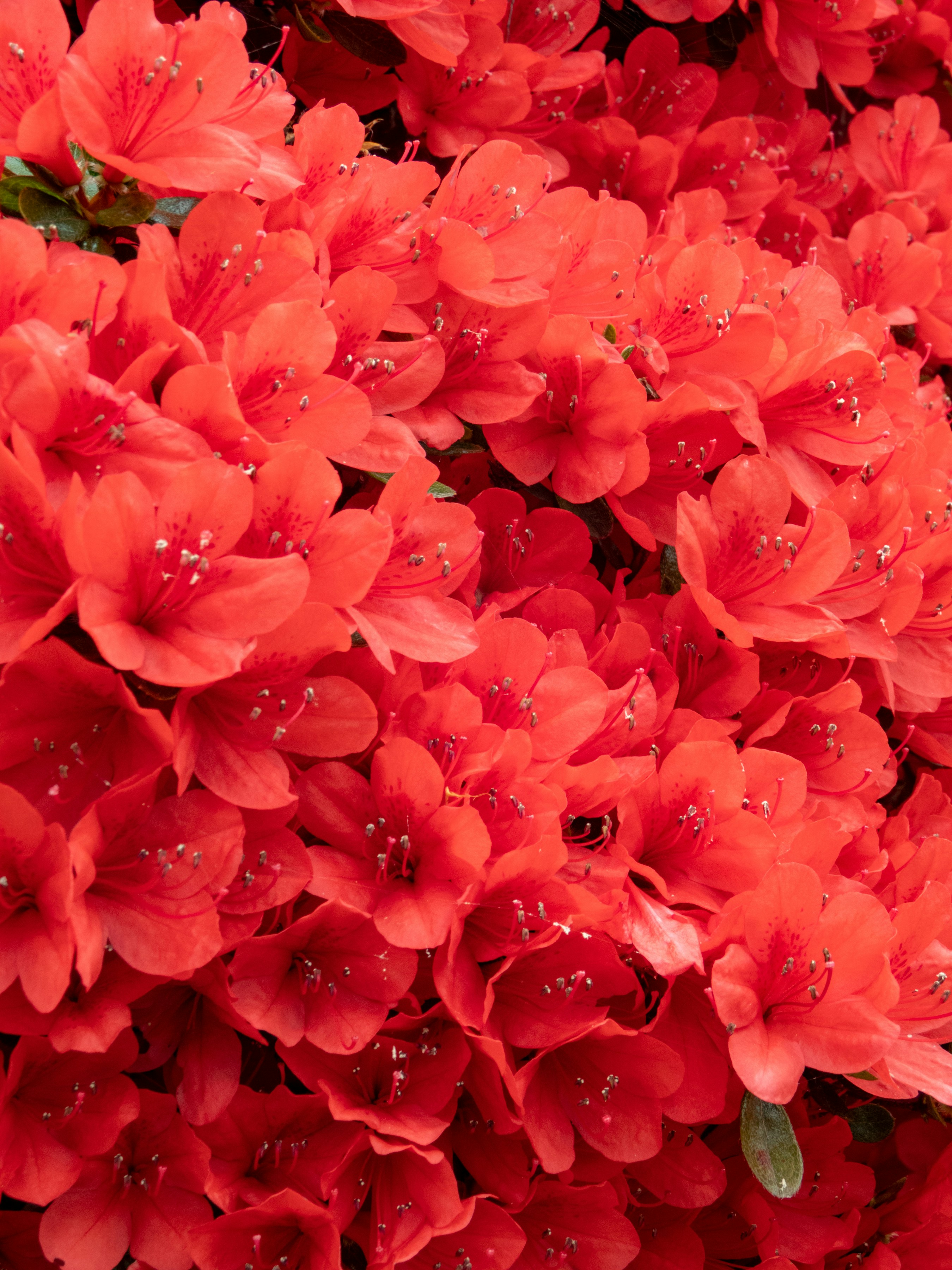 A bunch of red flowers with water droplets on them photo – Free Japan ...