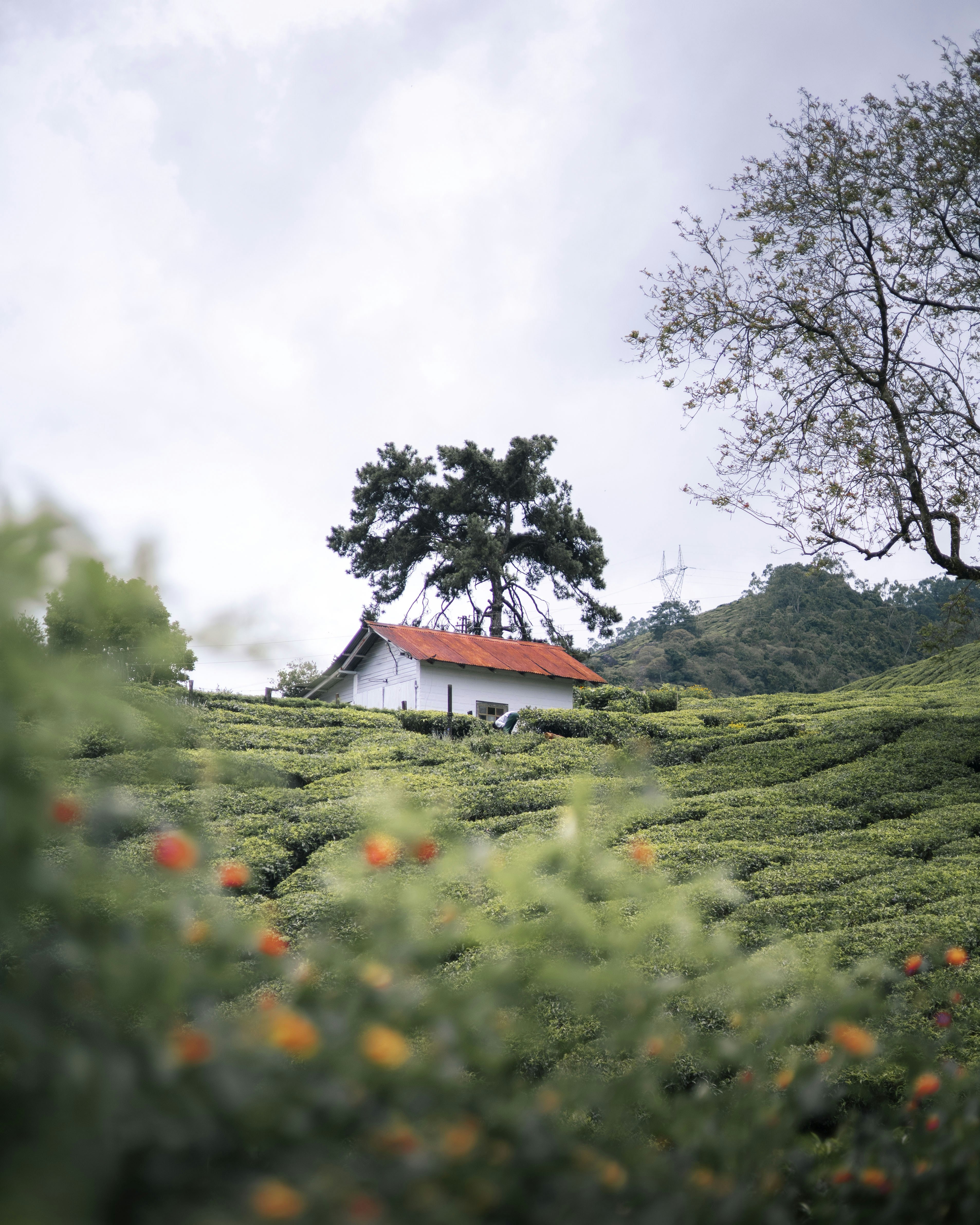 a house in the middle of a tea plantation