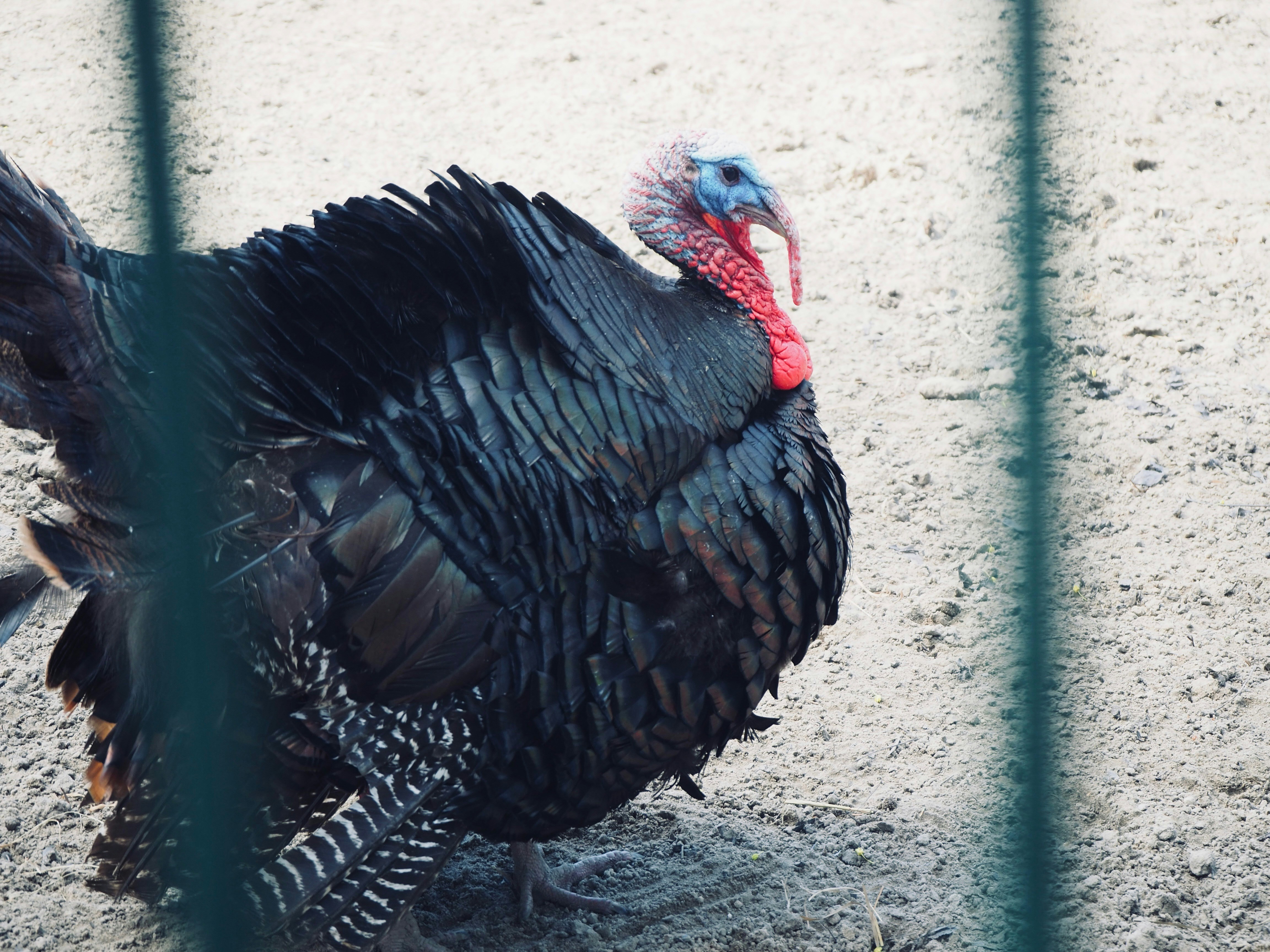 A large turkey standing in the sand behind a fence photo – Free Animal ...