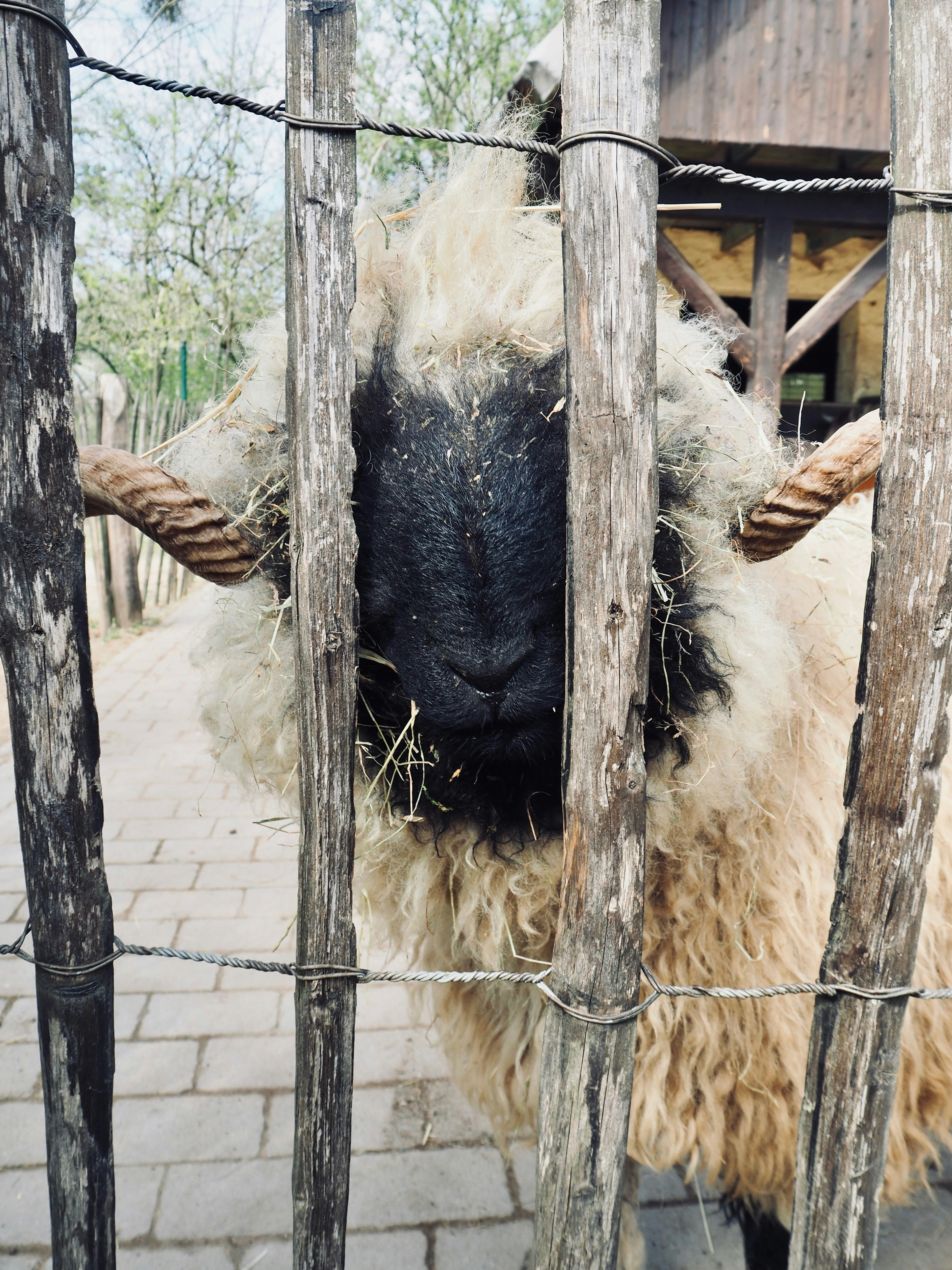 Curious sheep peering through wooden fence, with tufts of hay in its mouth. The rustic setting adds charm to the scene.