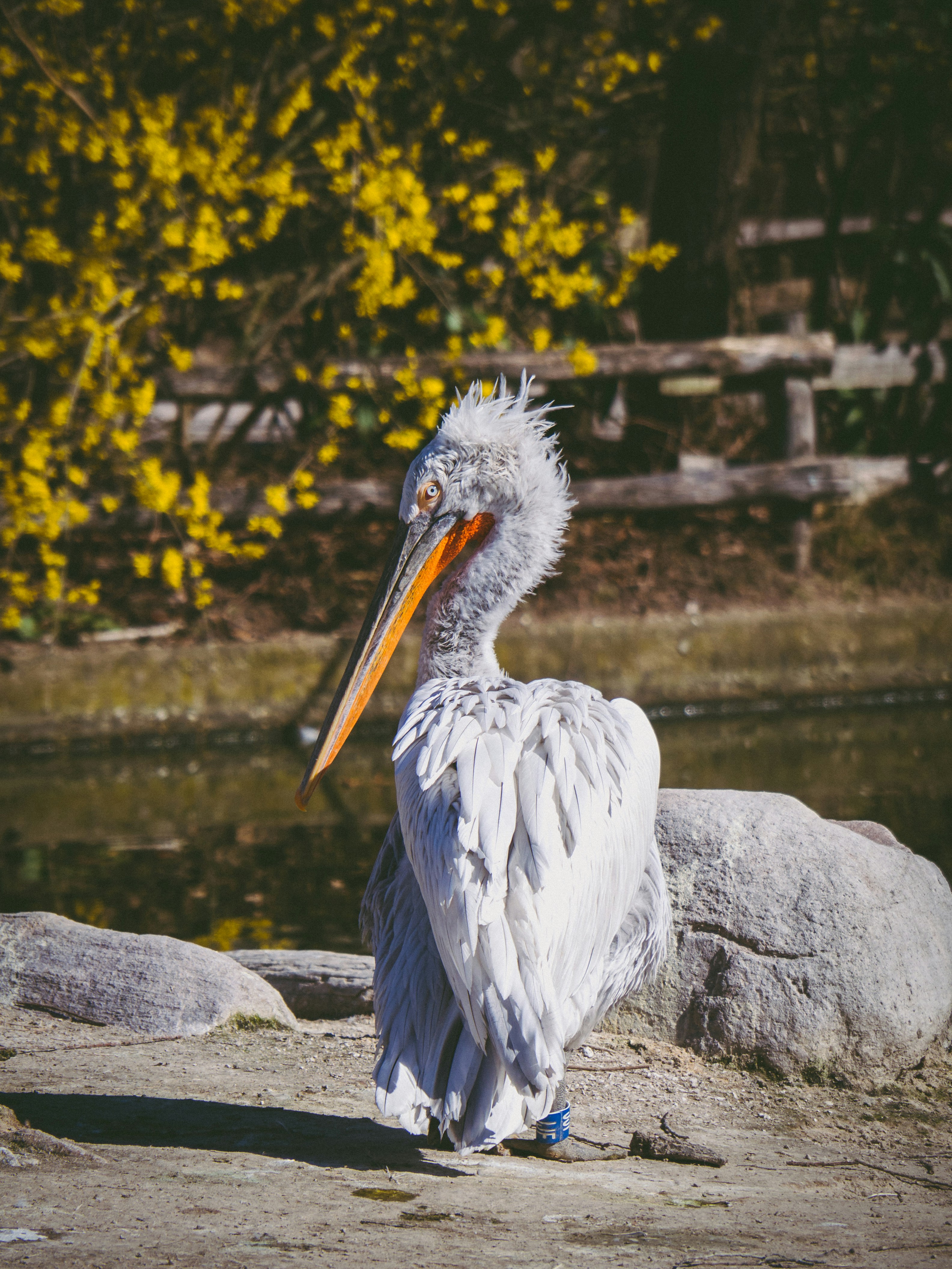 A large bird with a long beak standing on a rock photo – Free Münster ...
