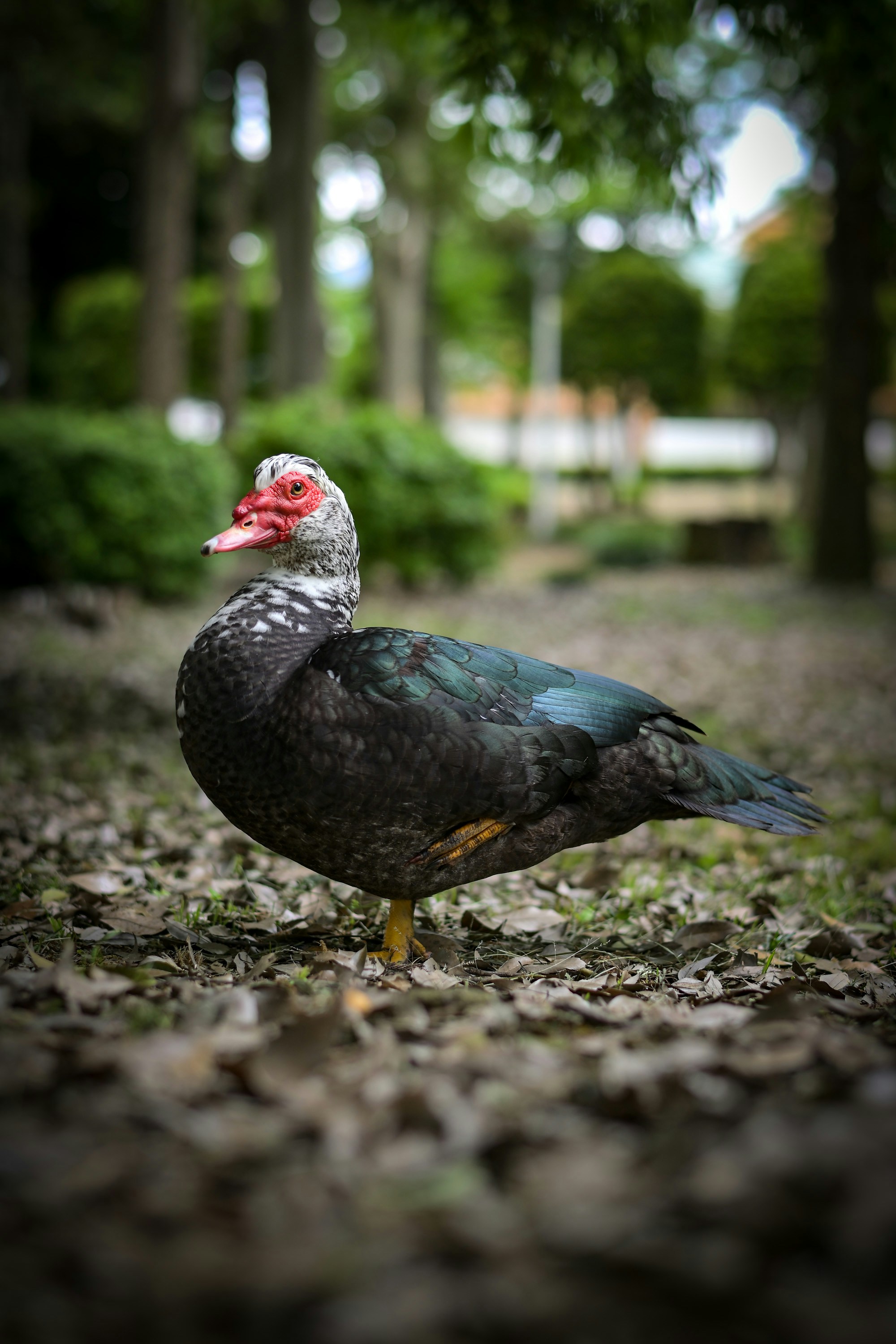 A bird standing on the ground in a park photo – Free Animal Image on ...