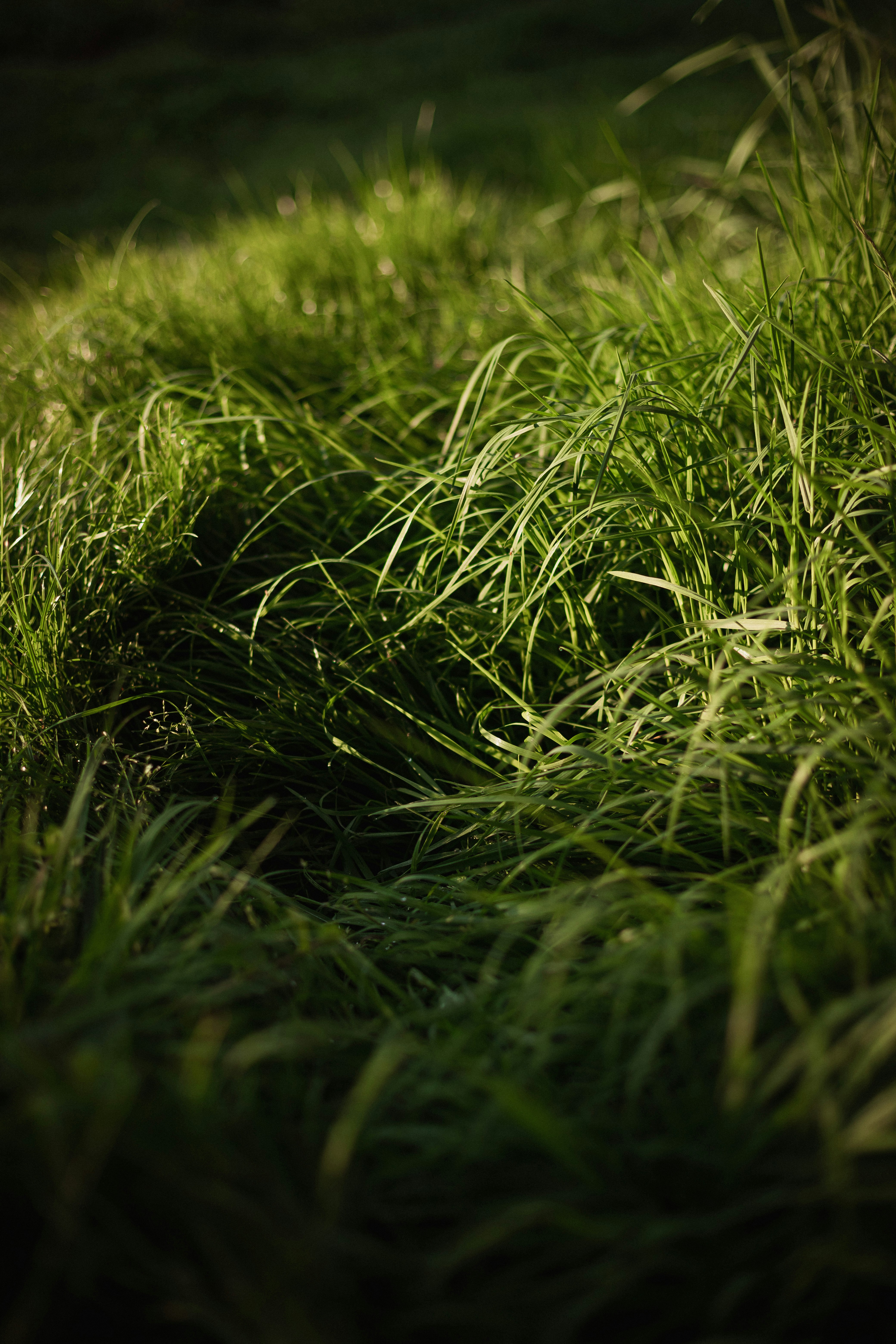 Early morning garden  | a close up of a green field