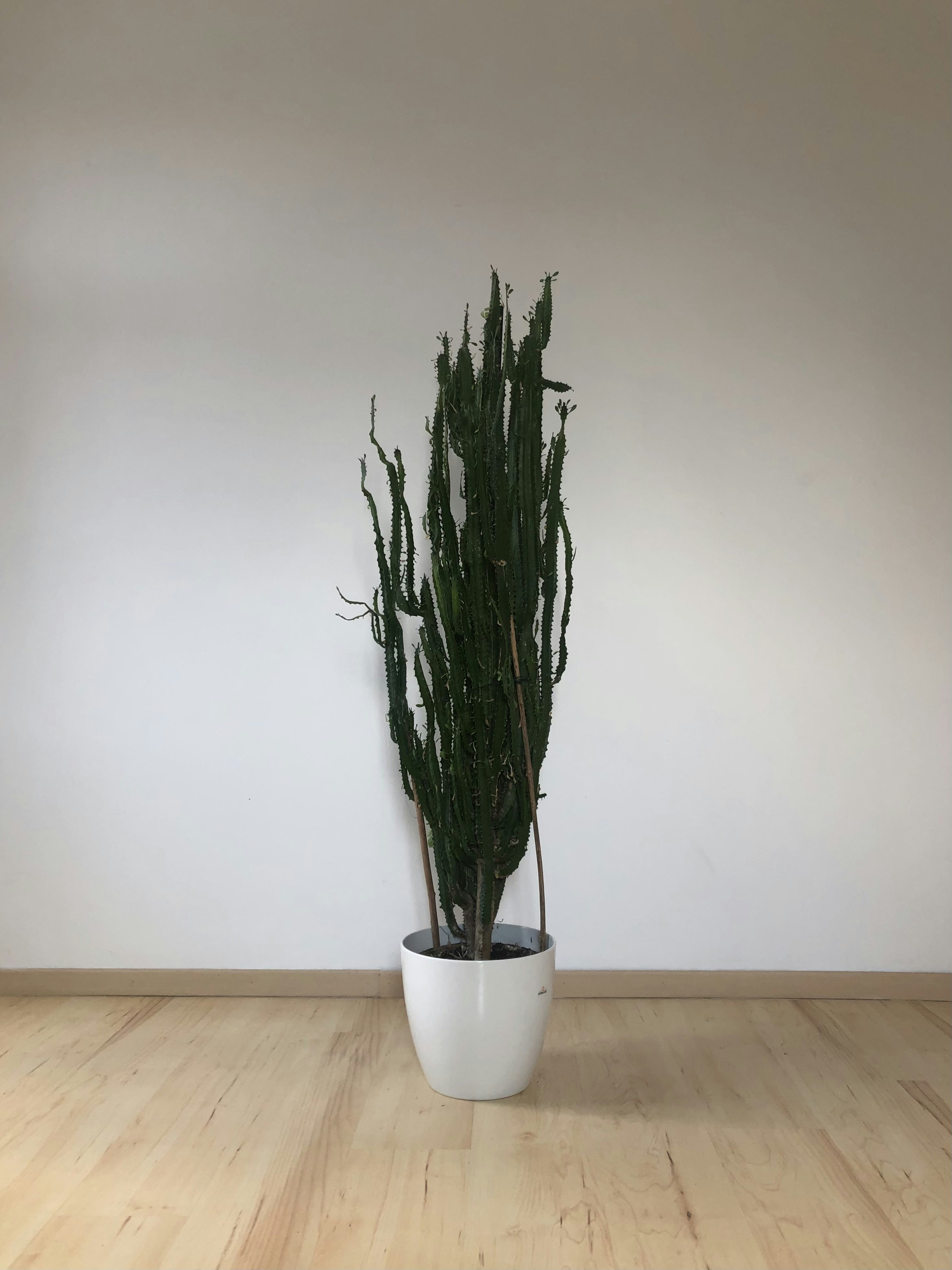Vertical Green Column in a White Pot Anchoring a Minimalist Interior
