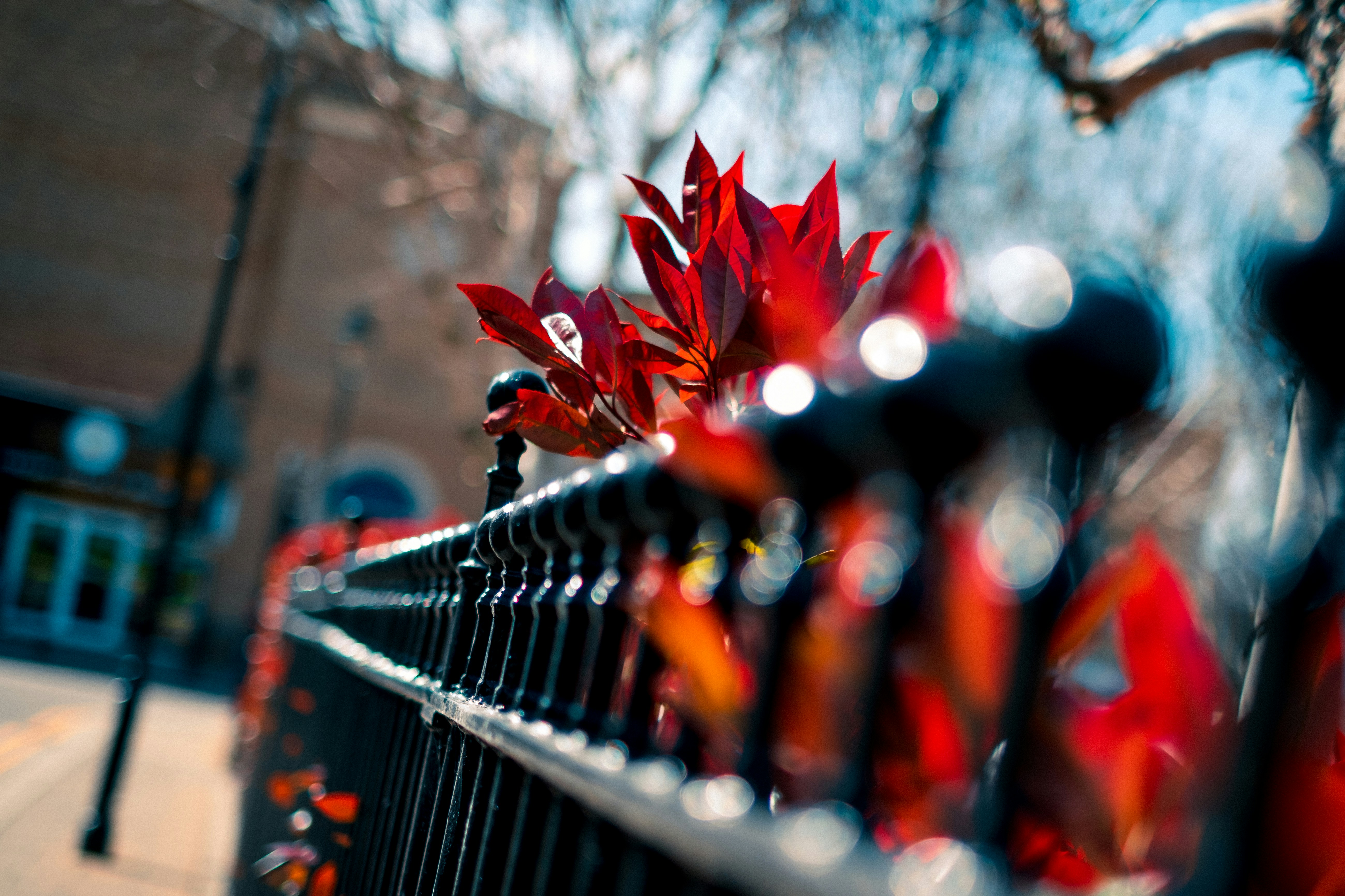 Una cerca negra con hojas rojas foto – Imagen de Cerco gratuita en Unsplash