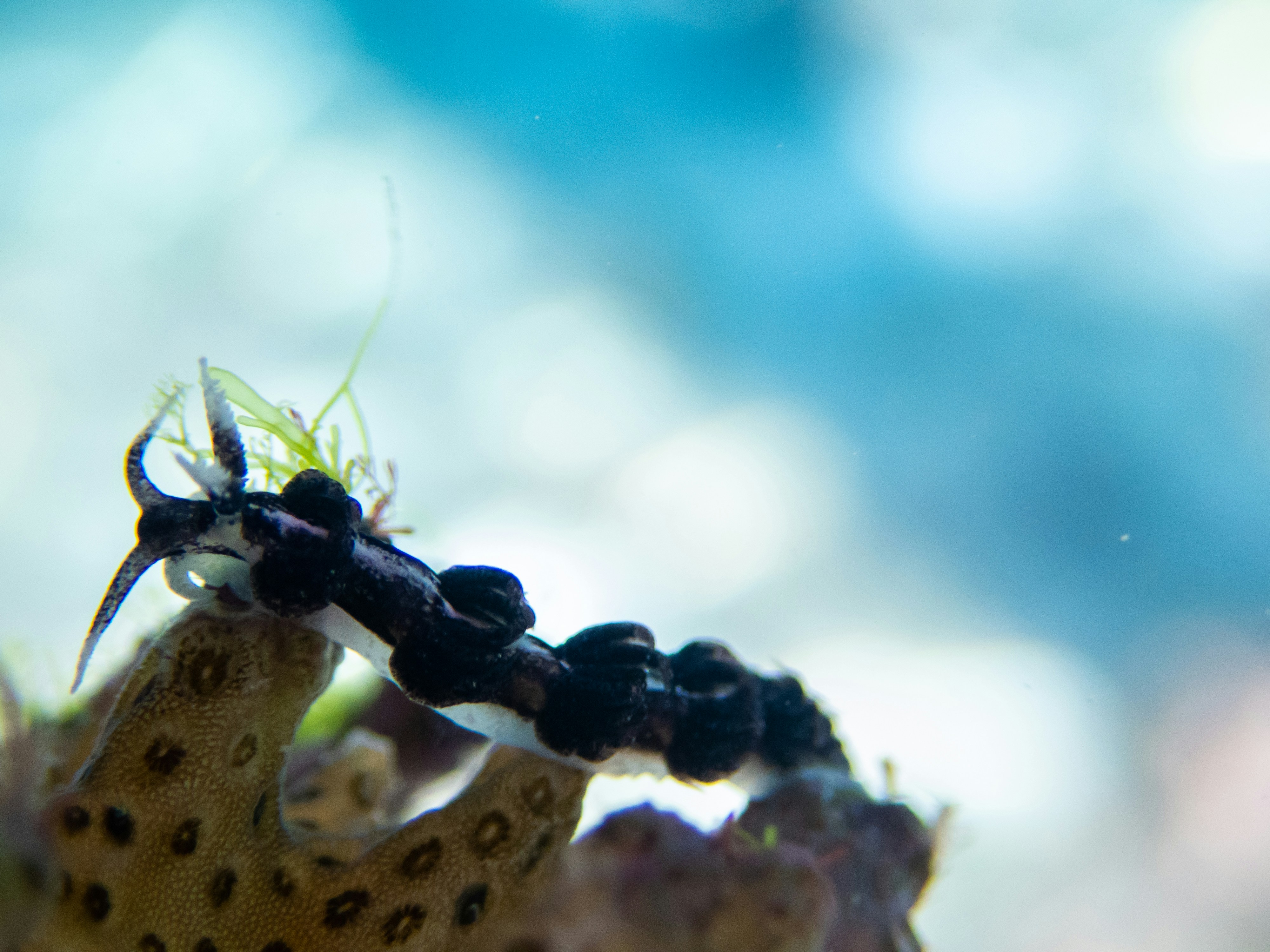 Tiny armored life: a macro glimpse along a creeping underwater chain
