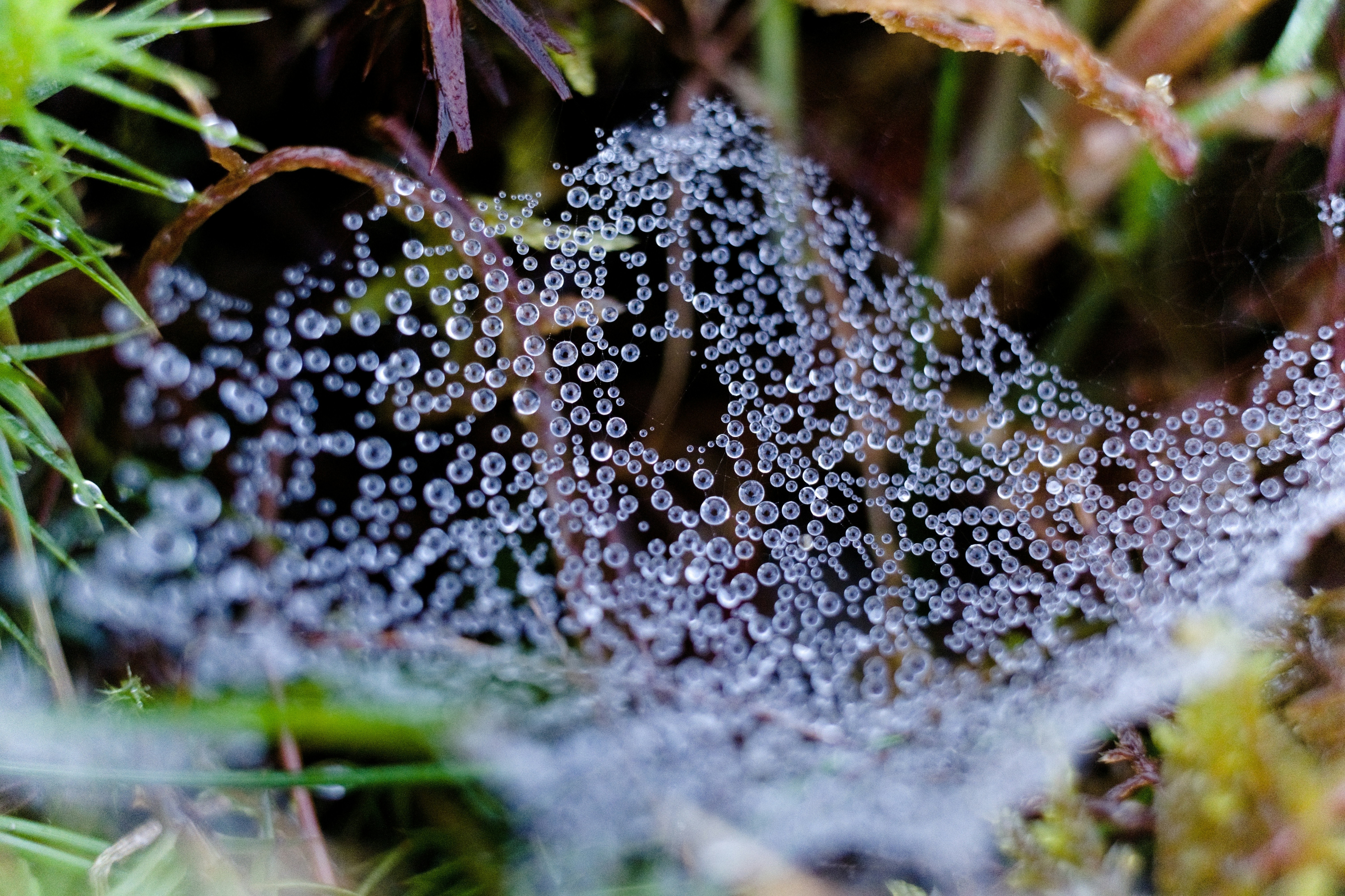 Delicate droplets of dew glisten on a spider's web nestled among vibrant green grass. The intricate design showcases nature's artistry.