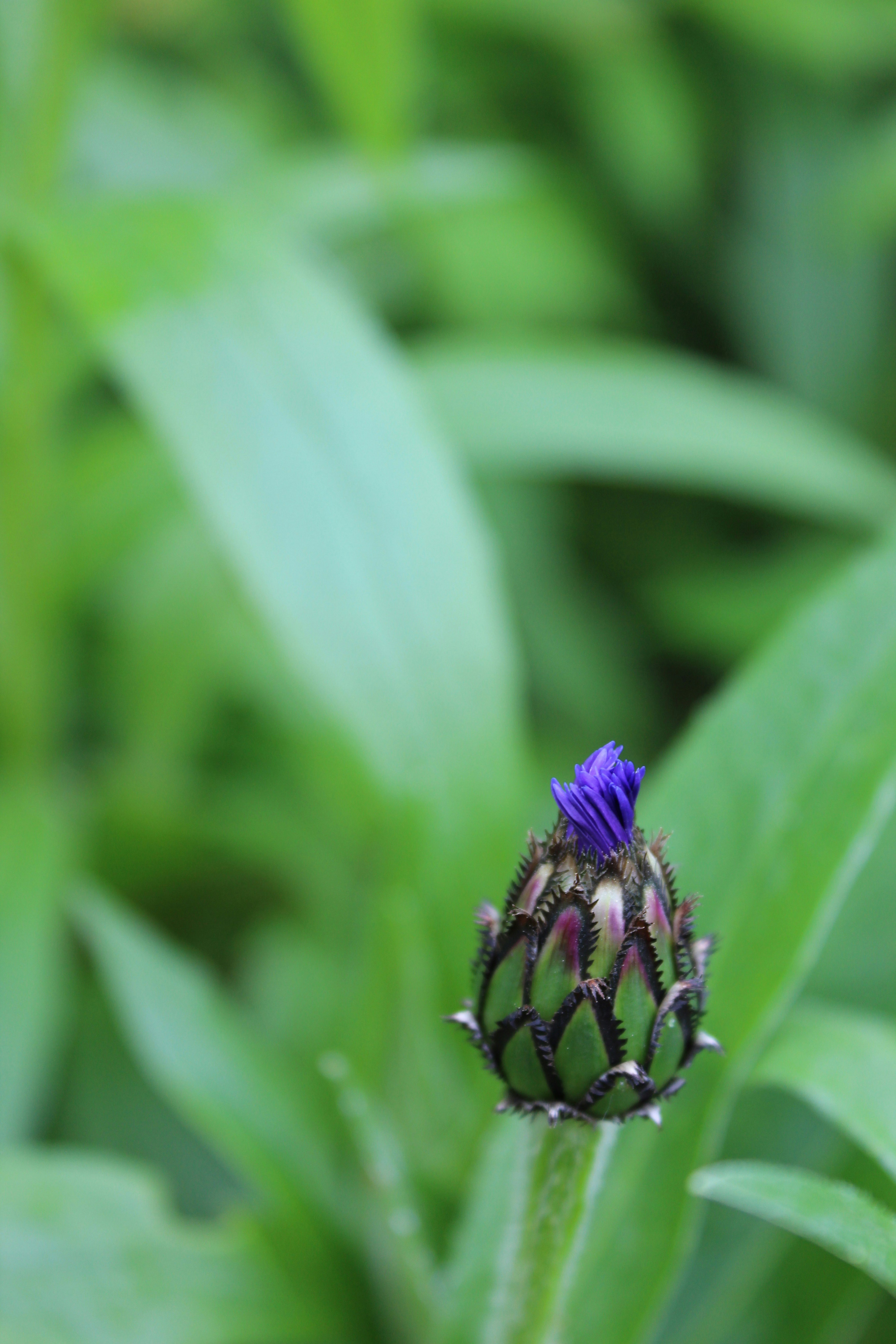 Purple Crown Rising: a macro moment among emerald blades