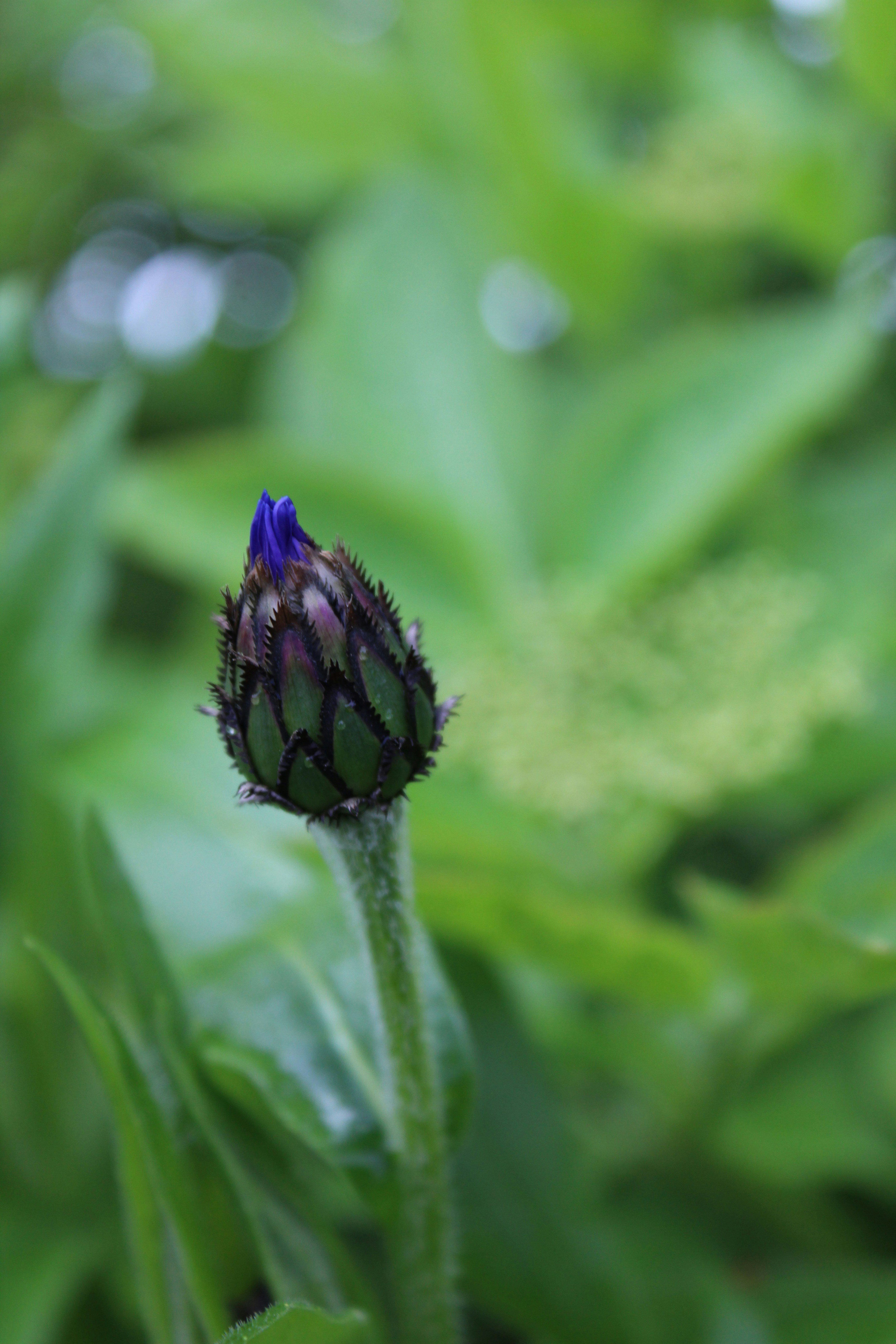 Purple Bud Crown Emerges from Velvet Green