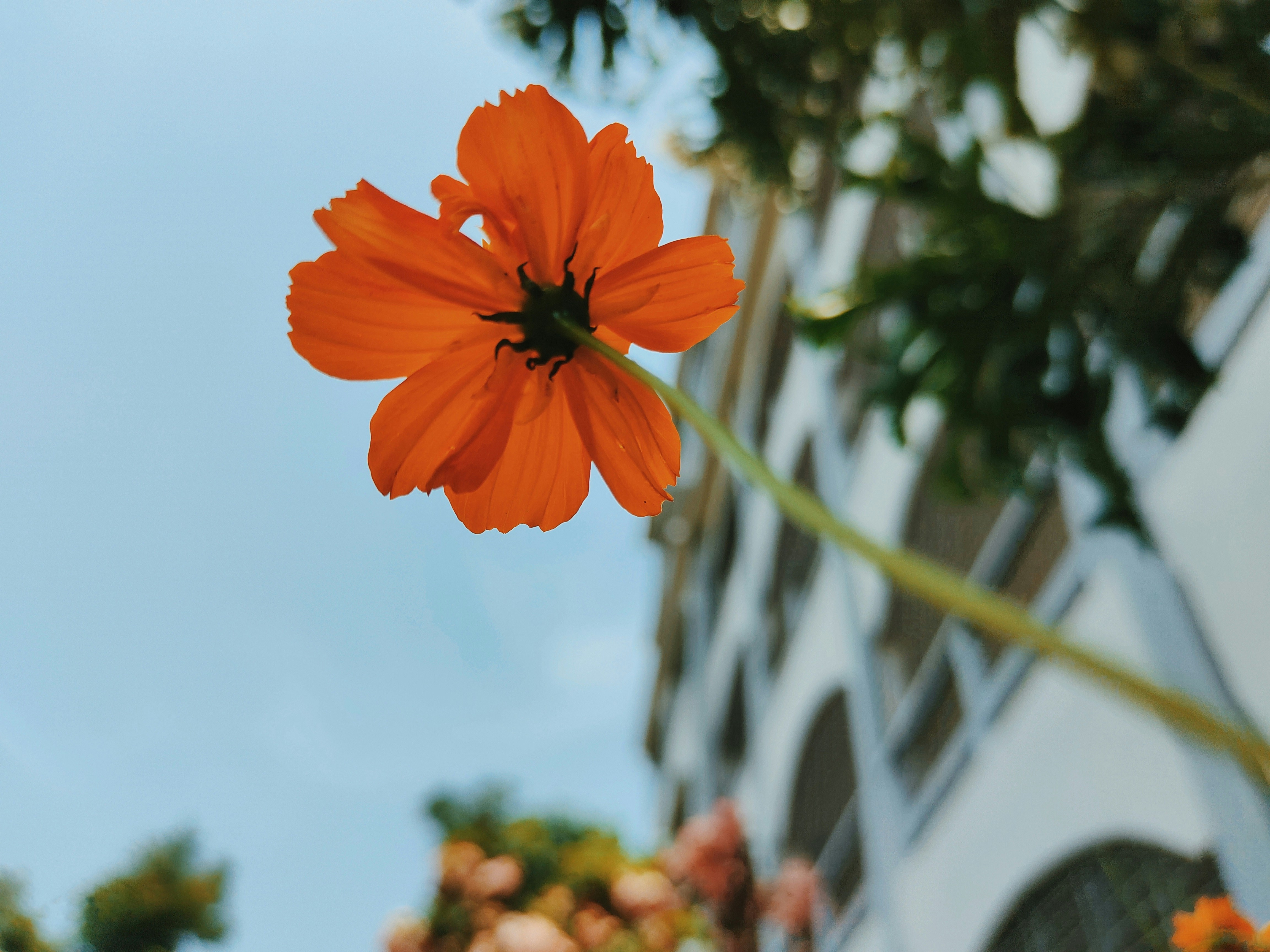 Close-up of a bright orange flower reaching toward the sky, set against a backdrop of blurred urban architecture.