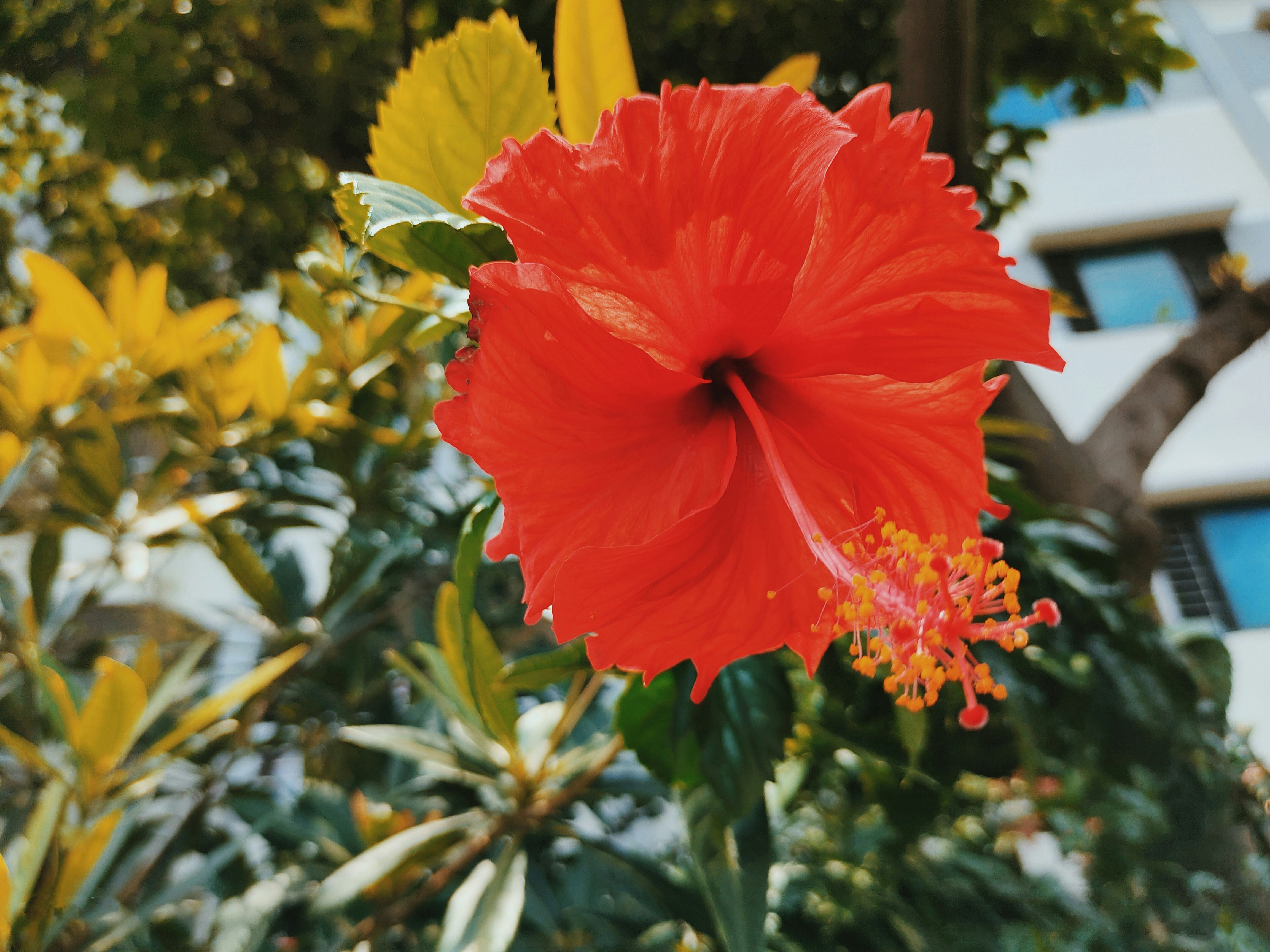 Red hibiscus dominates the foreground with yellow foliage and a modern building in the background.