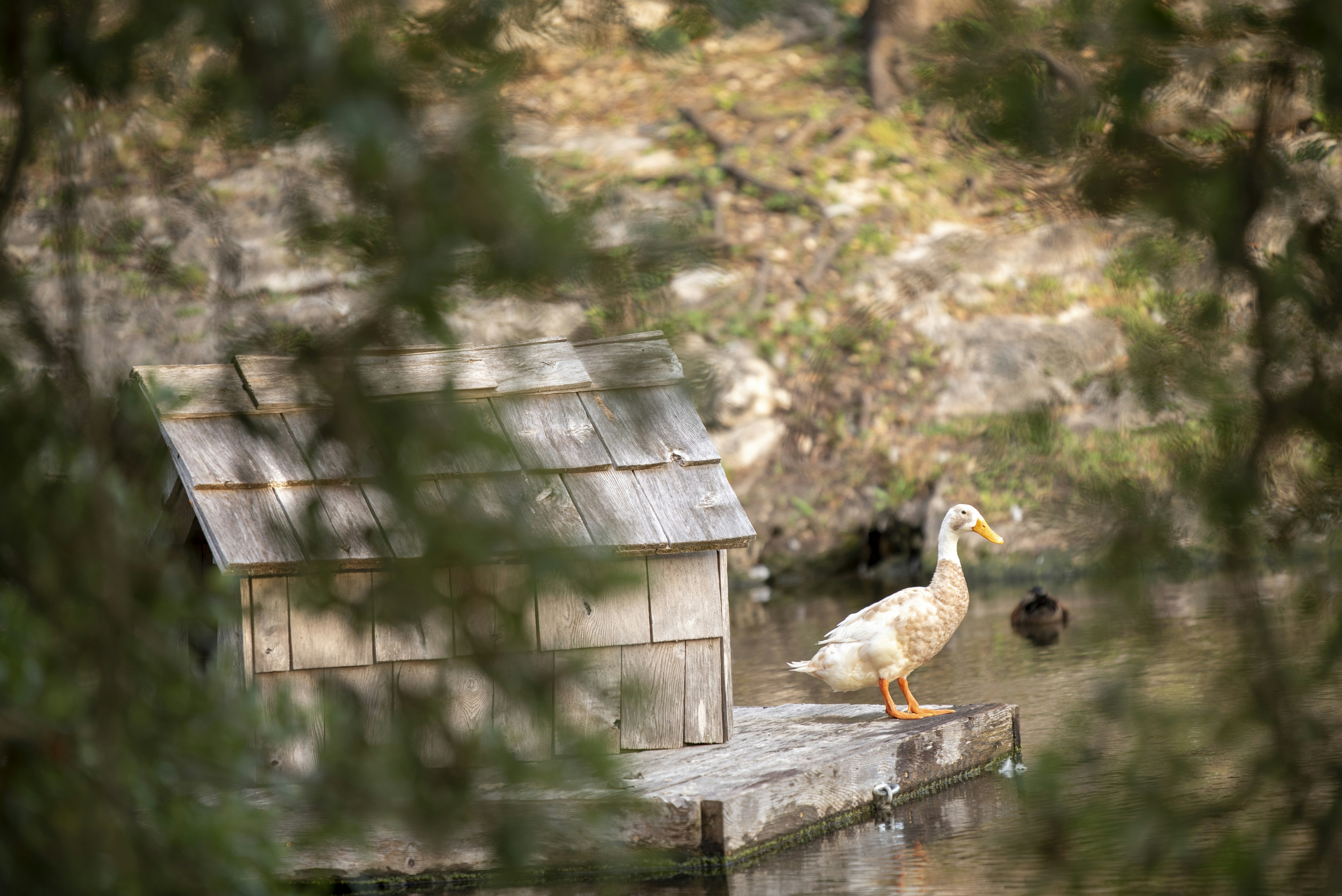 Duck at the Edge of a Weathered Platform, a Quiet Woodland Pond Moment