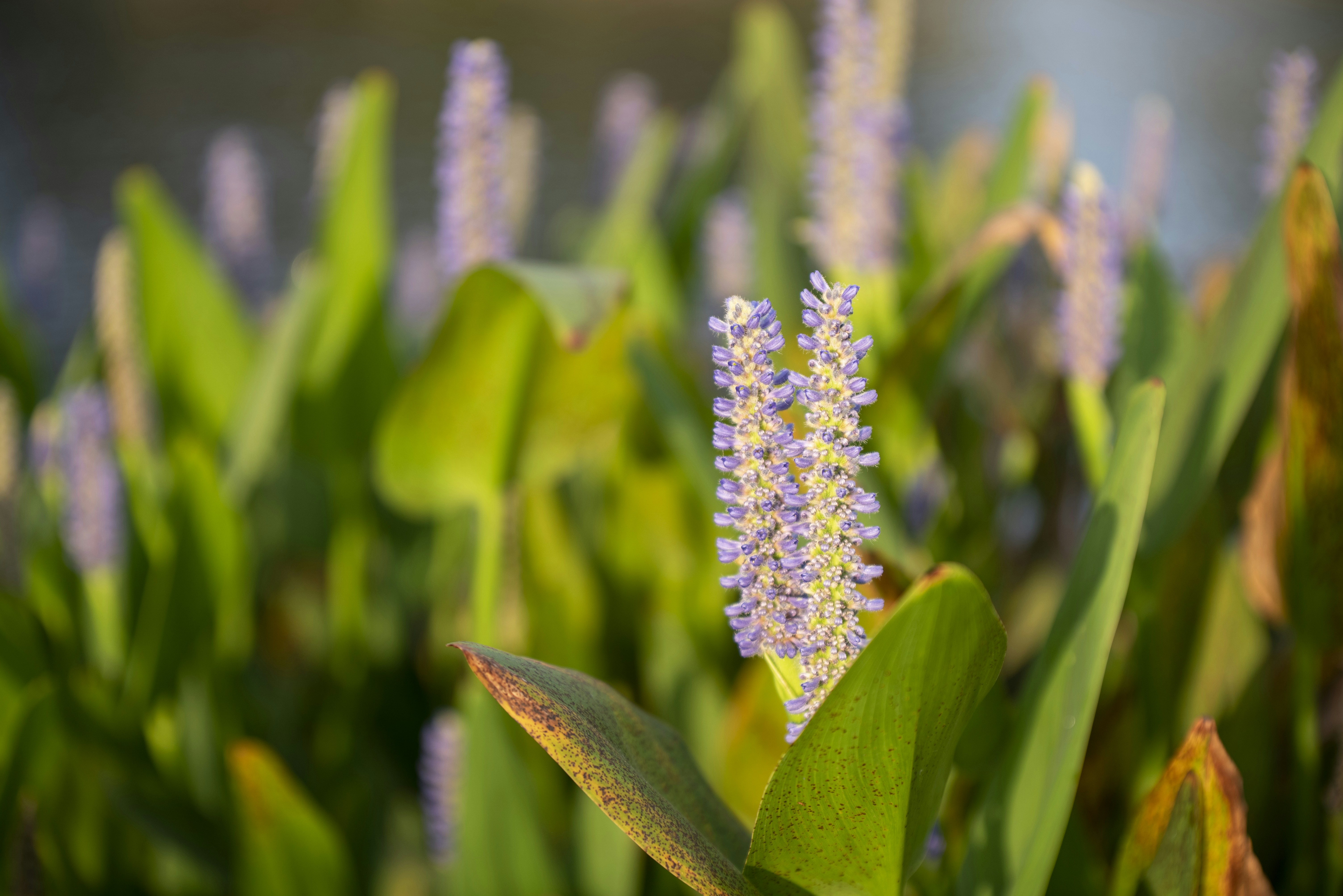 Easy Retirement Savings The Cal Savers Plan