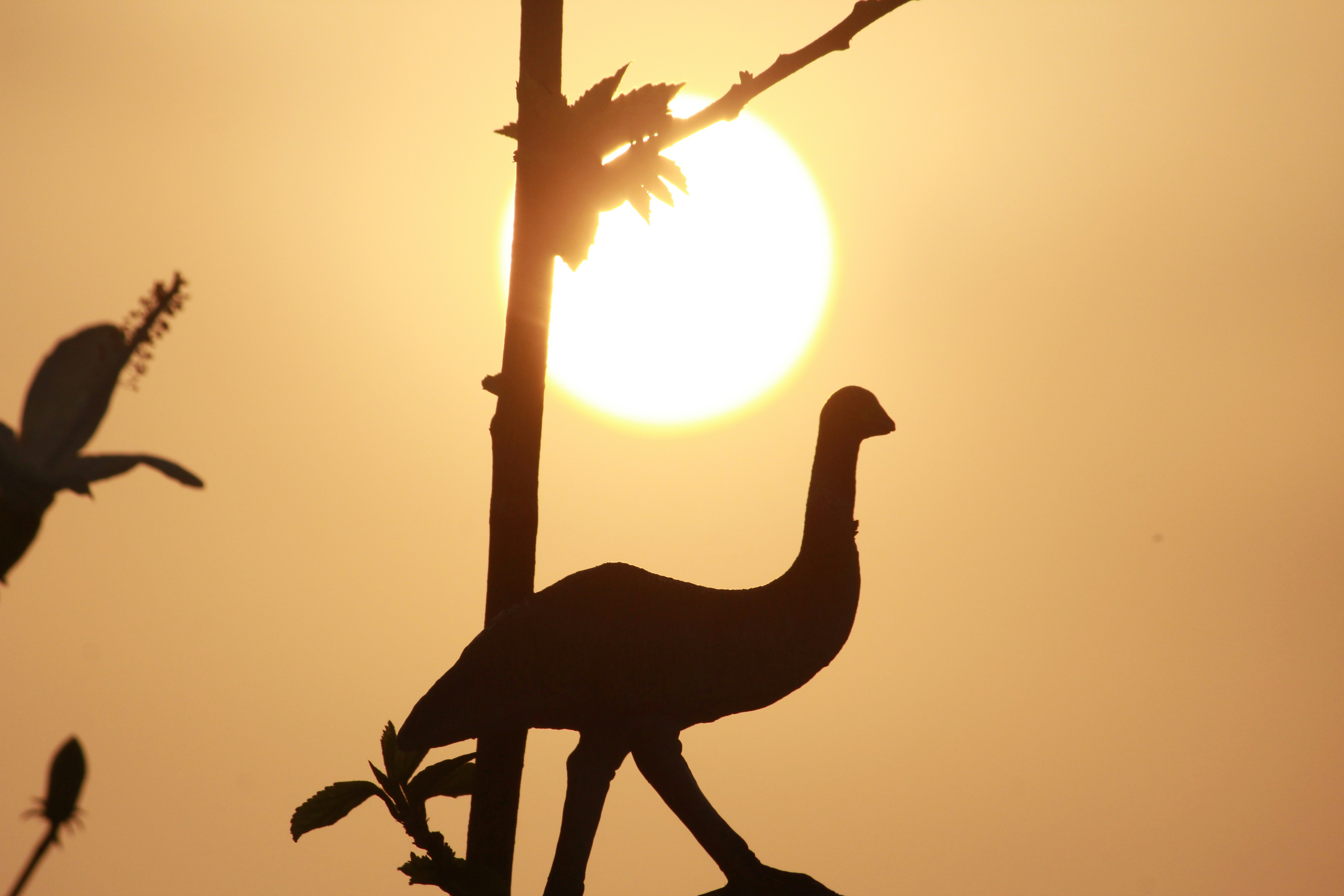 Goldlit Sentinel: A lone bird silhouetted against a setting sun