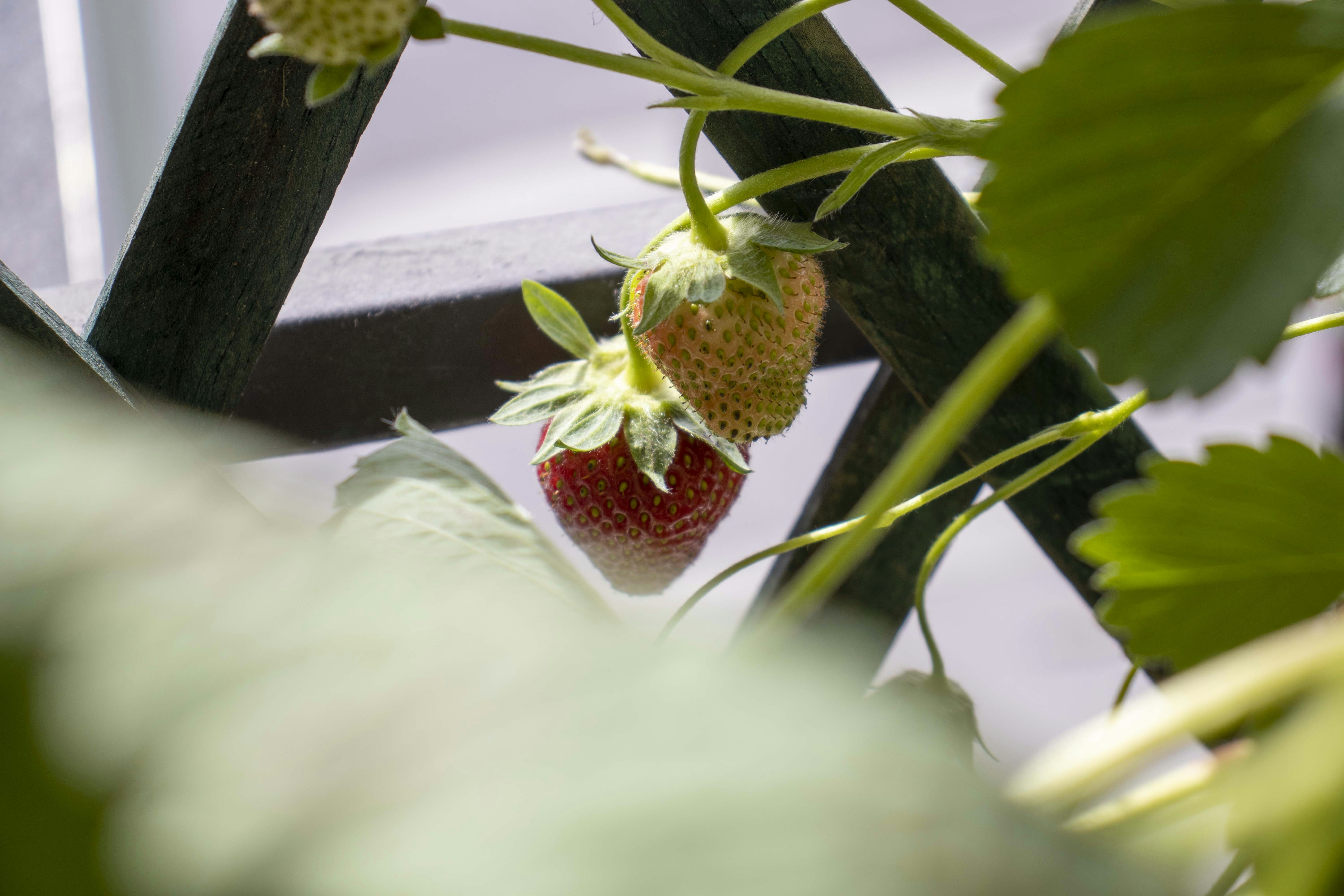 Gros plan d’une fraise poussant sur une plante photo – Photo La France ...