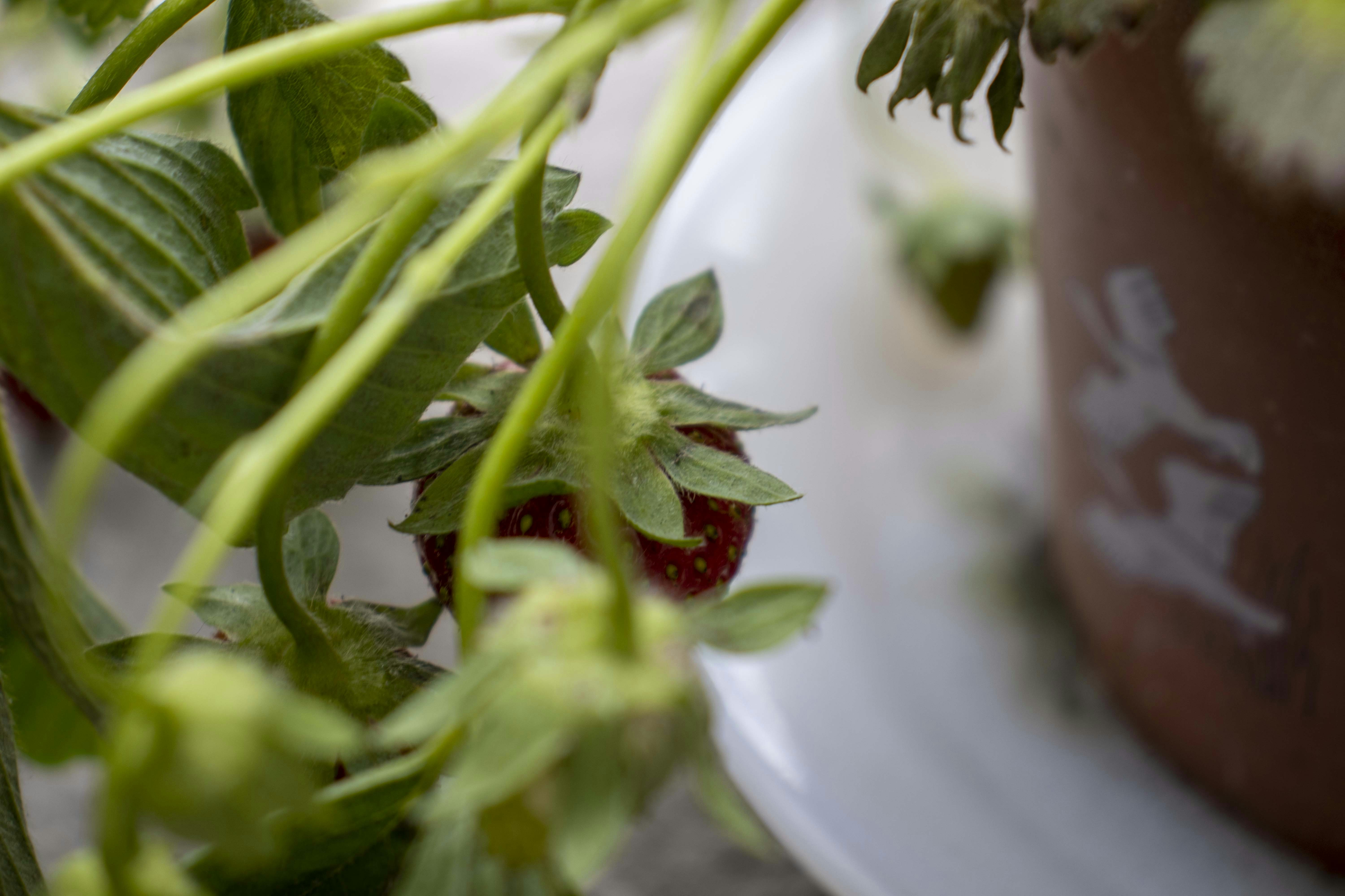 Gros plan d’un plant de fraise aux feuilles vertes photo – Photo Paris ...