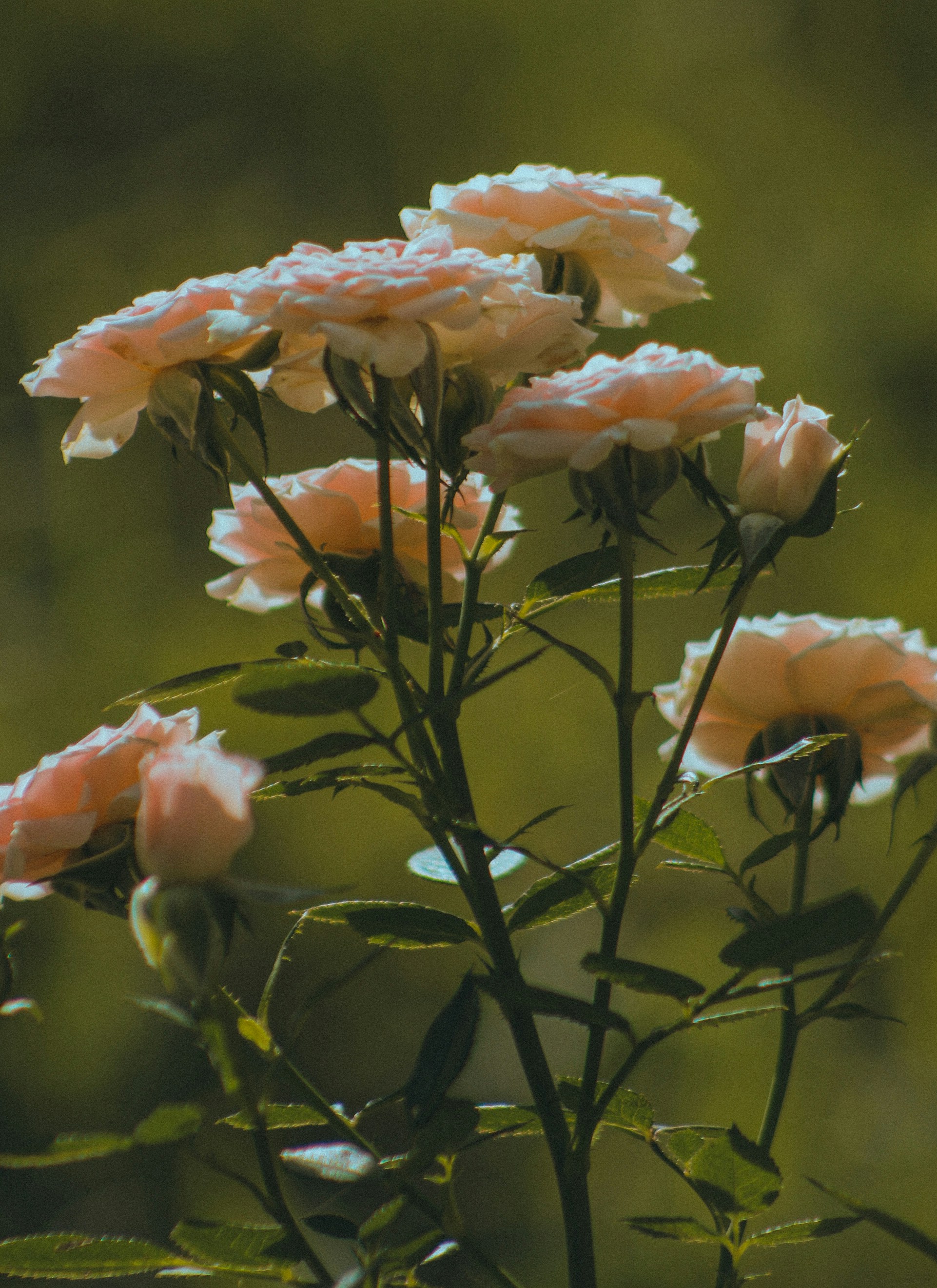 Un bouquet de fleurs roses qui fleurissent photo – Photo Jardim ...