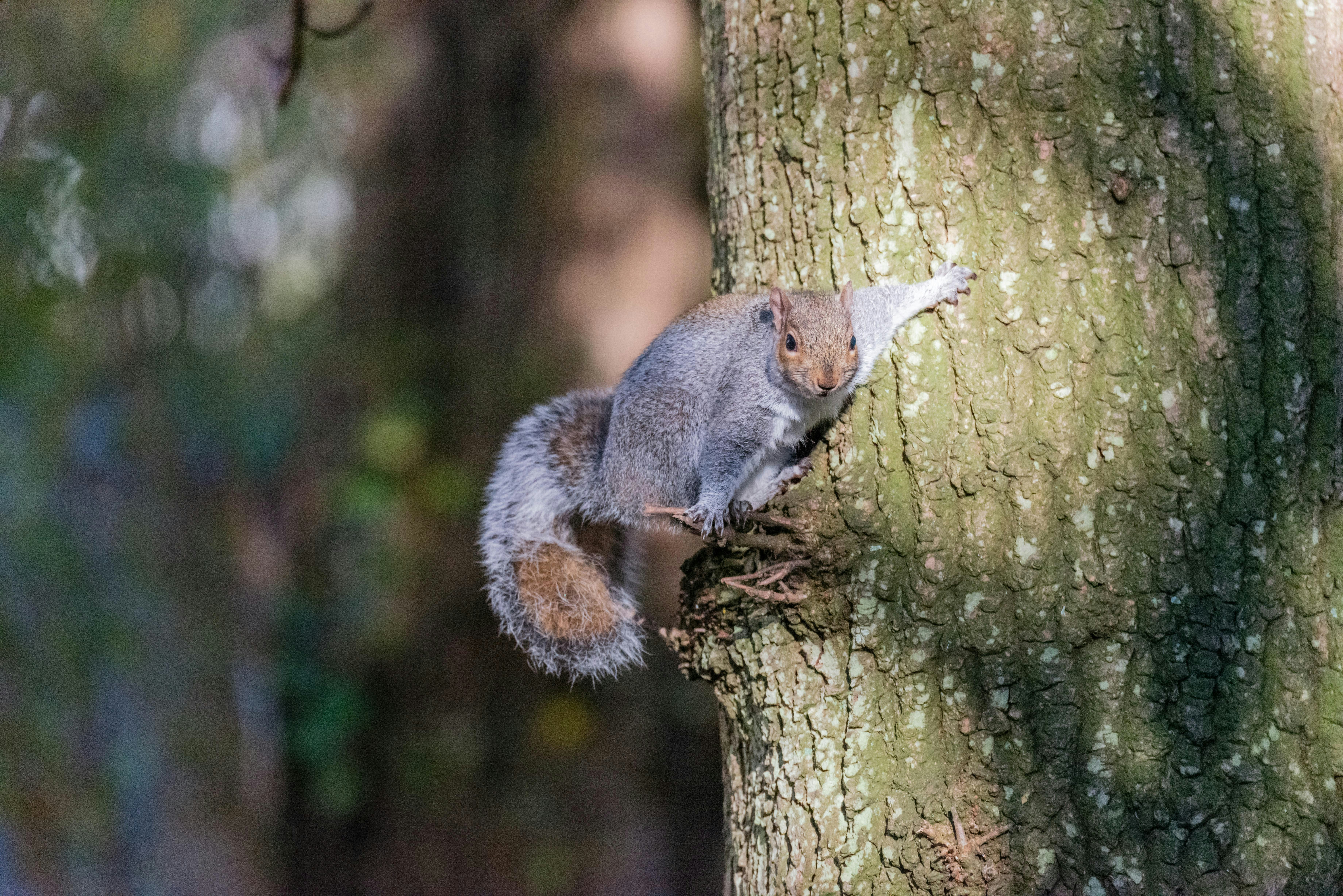 A squirrel climbing up the side of a tree photo – Free Shoreham-by-sea ...
