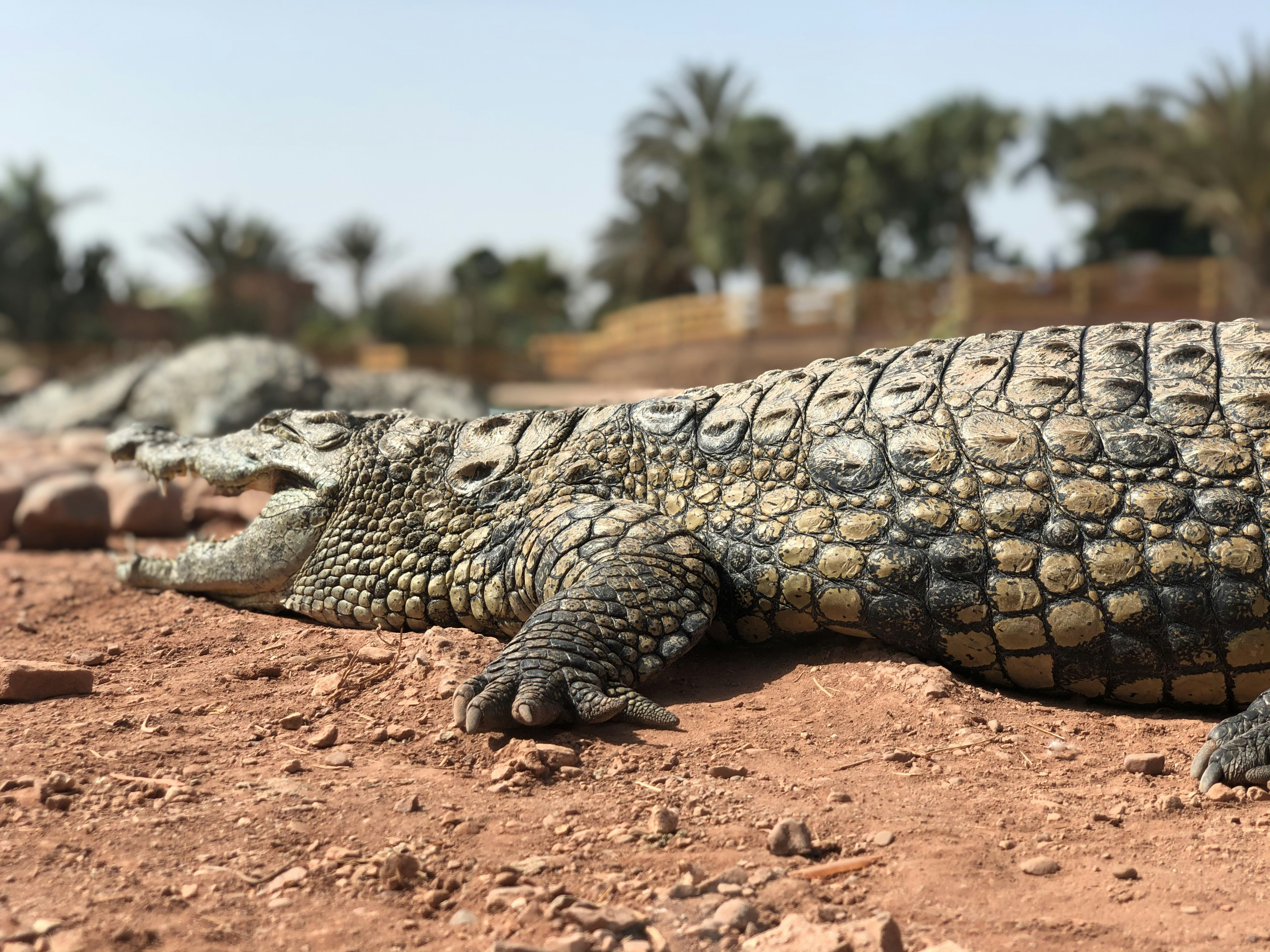 A large alligator basking on the riverbank, showcasing its textured scales under the bright sun. The background features lush greenery and a serene environment.