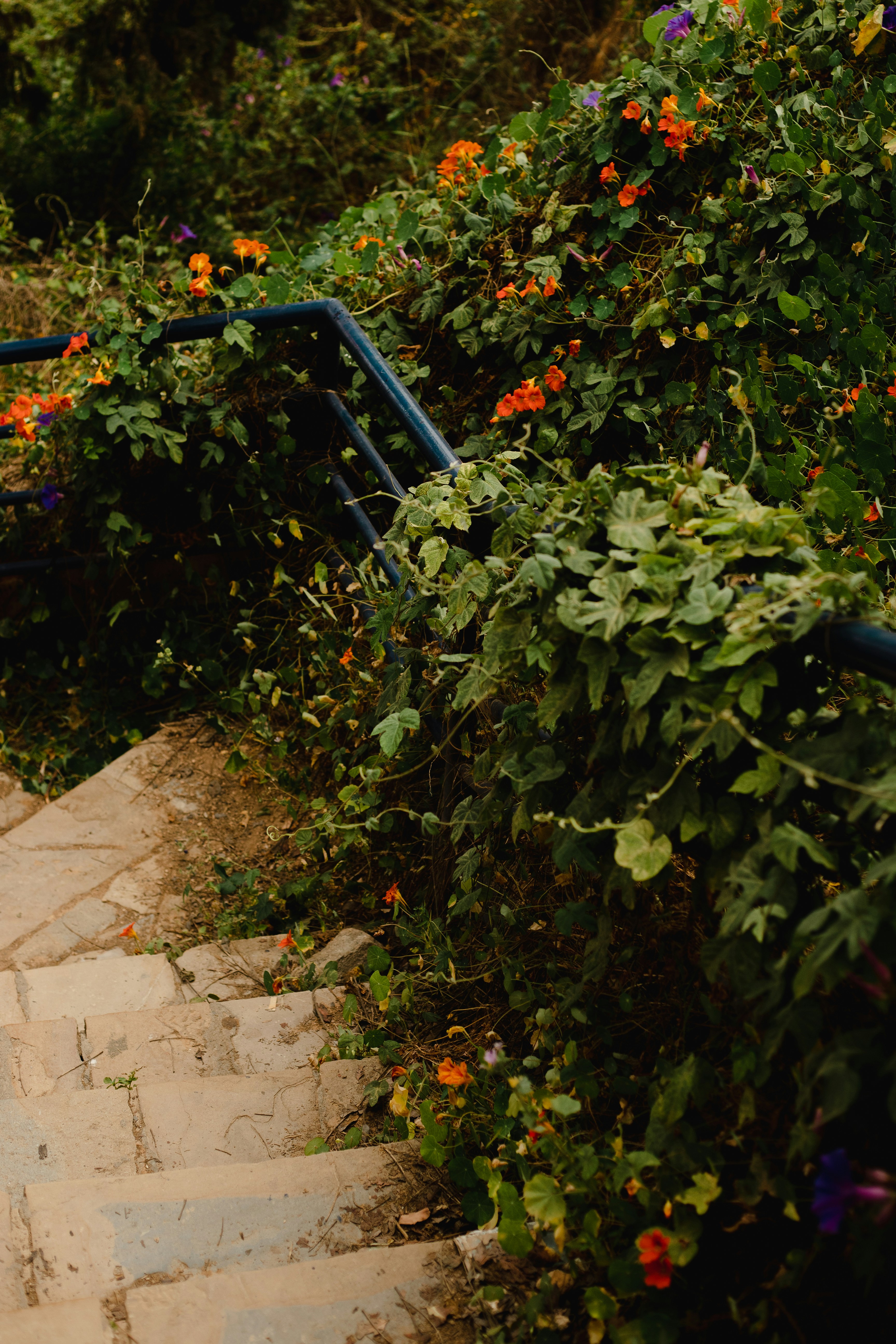 A set of stone steps with flowers growing on them photo – Free Ринкон ...