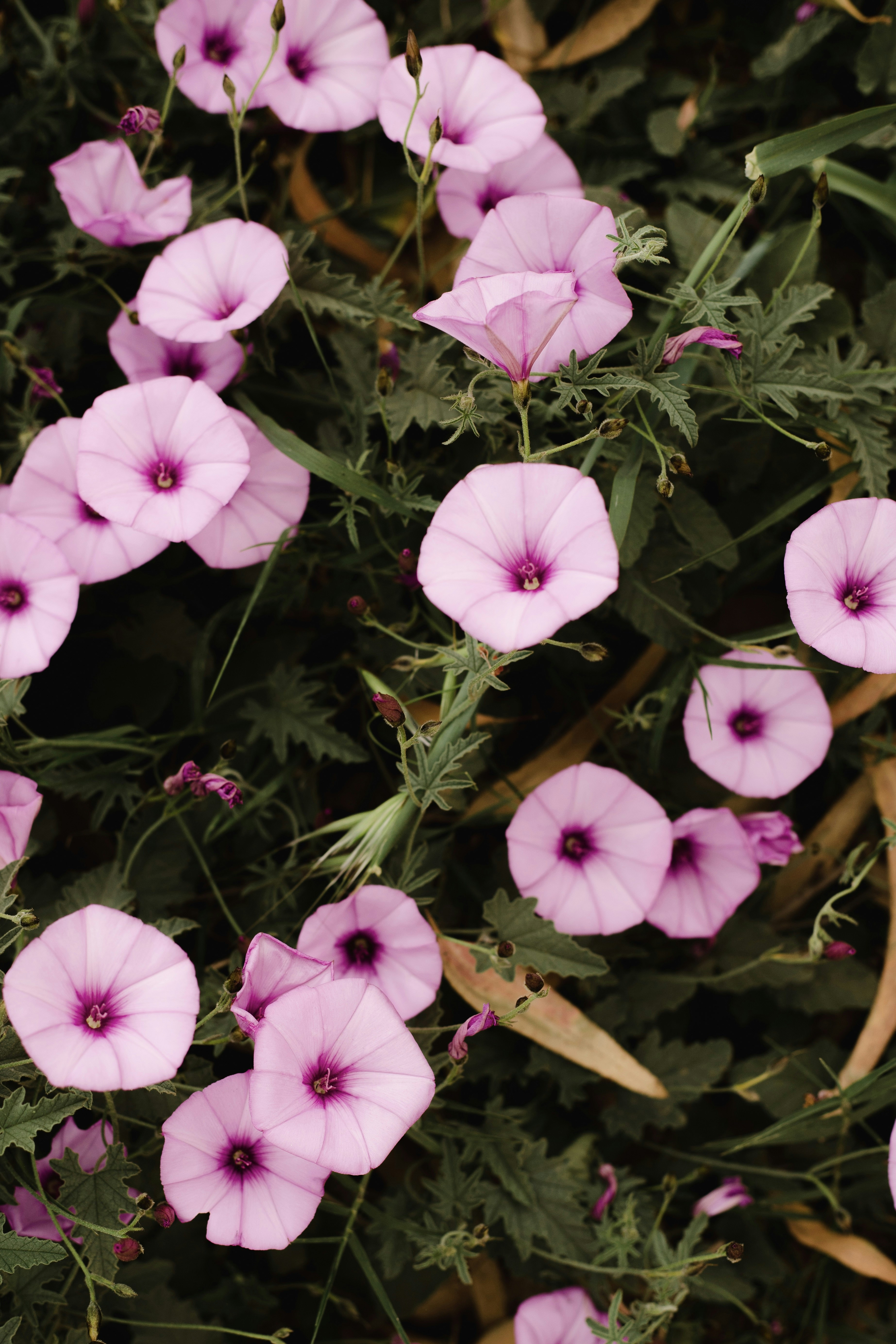 Morning Glory Mosaic: Soft Pink Orbs Nestled in a Garden Bed