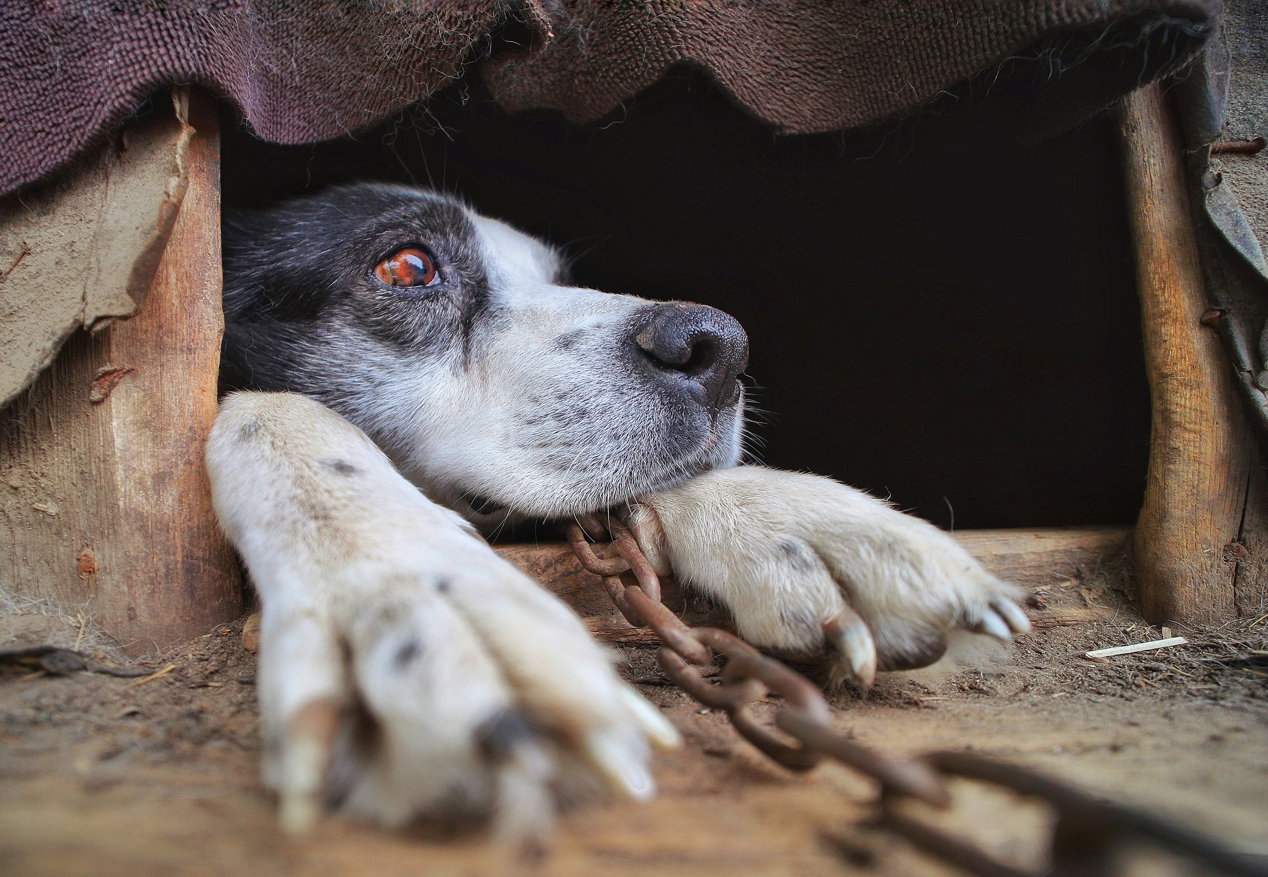 A close up of a dog with his paw on a chain photo – Free Dog Image on ...