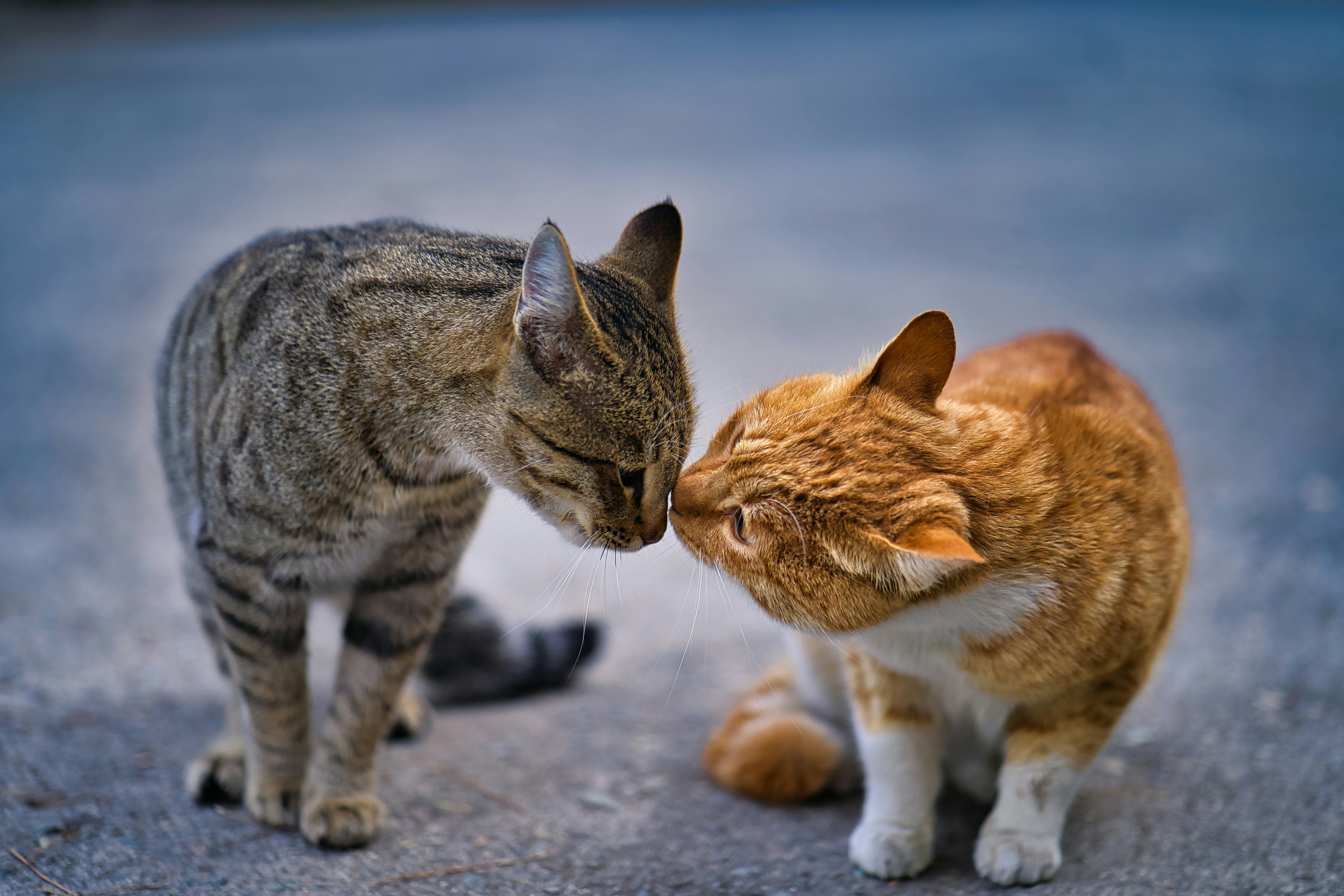 A couple of cats standing next to each other photo – Free Iran Image on ...